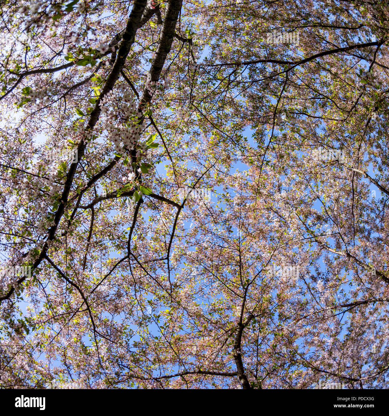 beautiful blossoming cherry tree branches against blue sky at sunny day ...