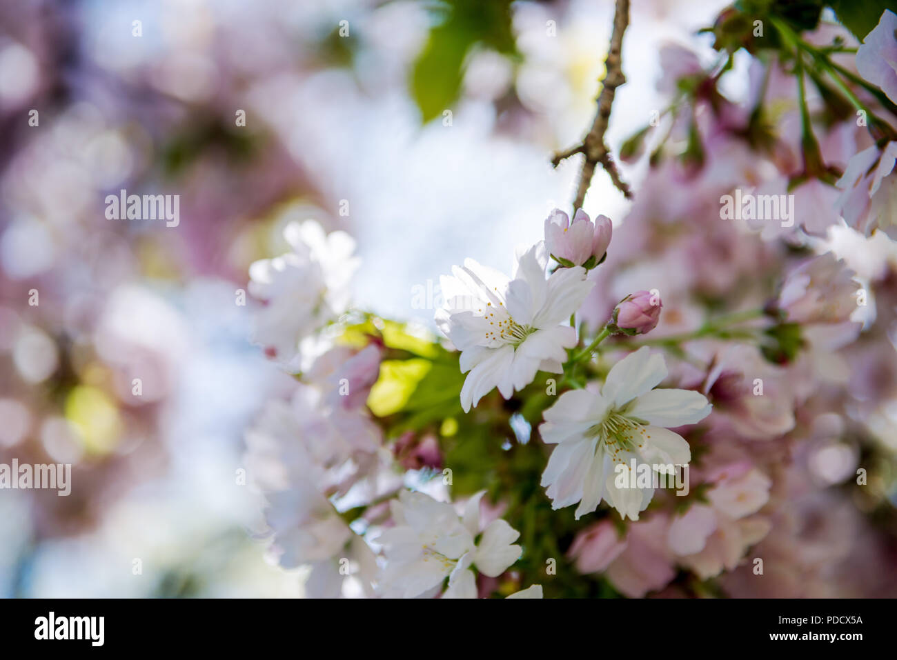 close up view of flowers on branches of cherry blossom tree Stock Photo ...