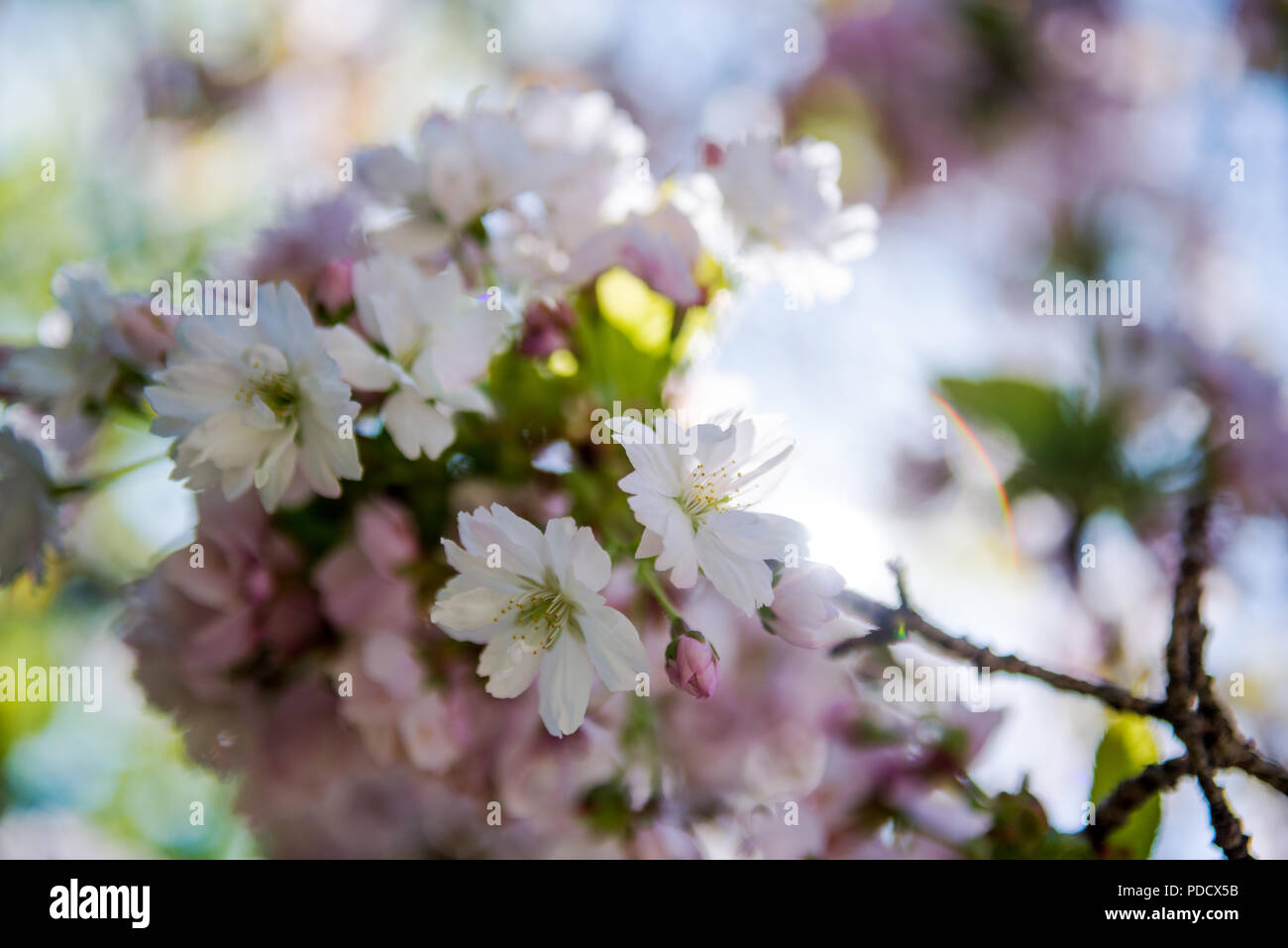 selective focus of flowers on branches of cherry blossom tree Stock ...