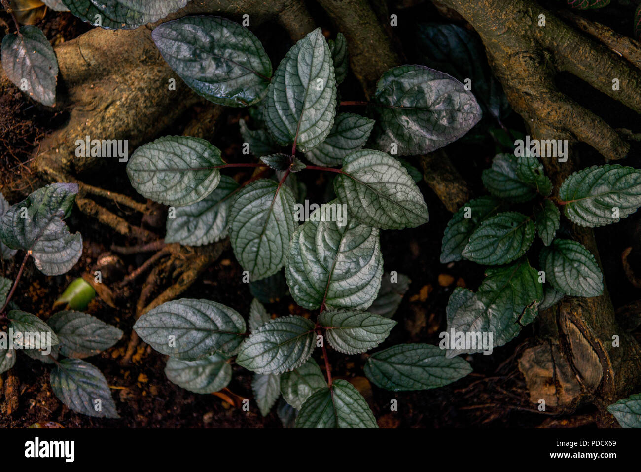 close up view of green leaves near bottom of tree Stock Photo - Alamy