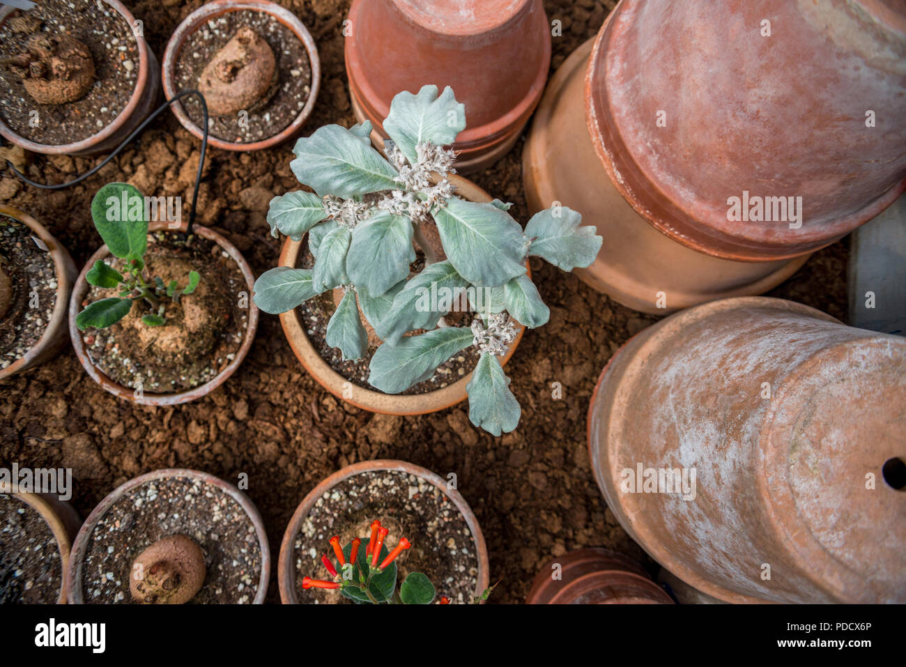top view of potted plants placed in rows and stacks of pots Stock Photo ...