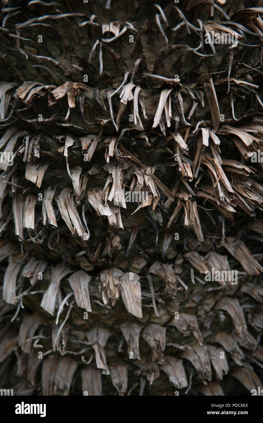 full frame image of bark of palm tree background Stock Photo - Alamy