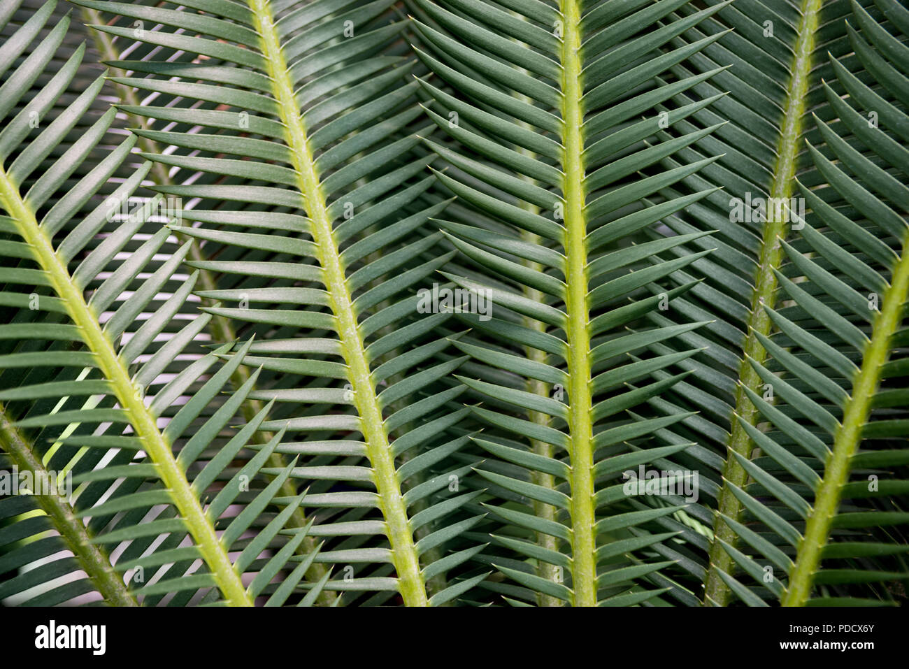 full frame image of palm green leaves background Stock Photo - Alamy