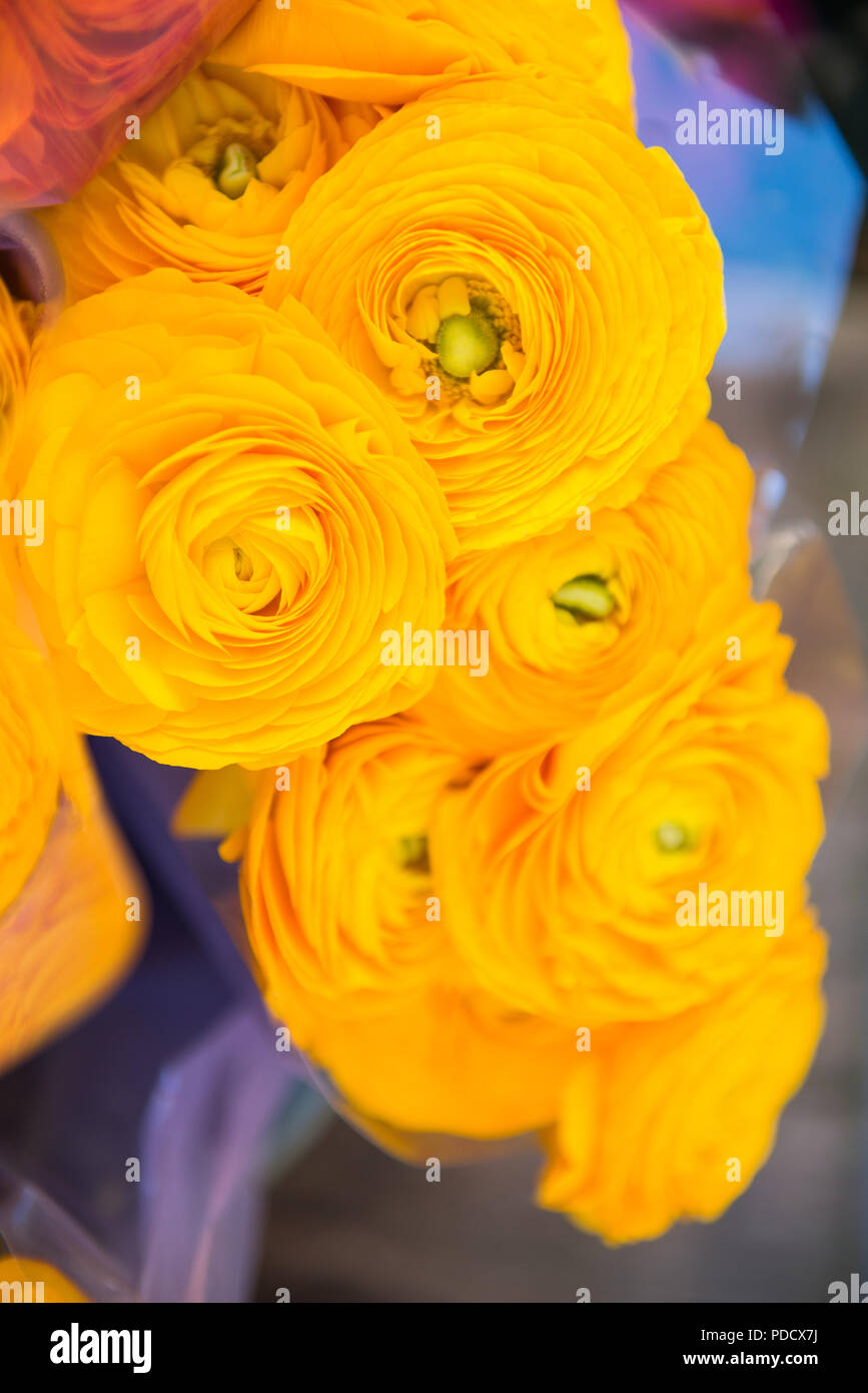 Ranunculuses hi-res stock photography and images - Alamy