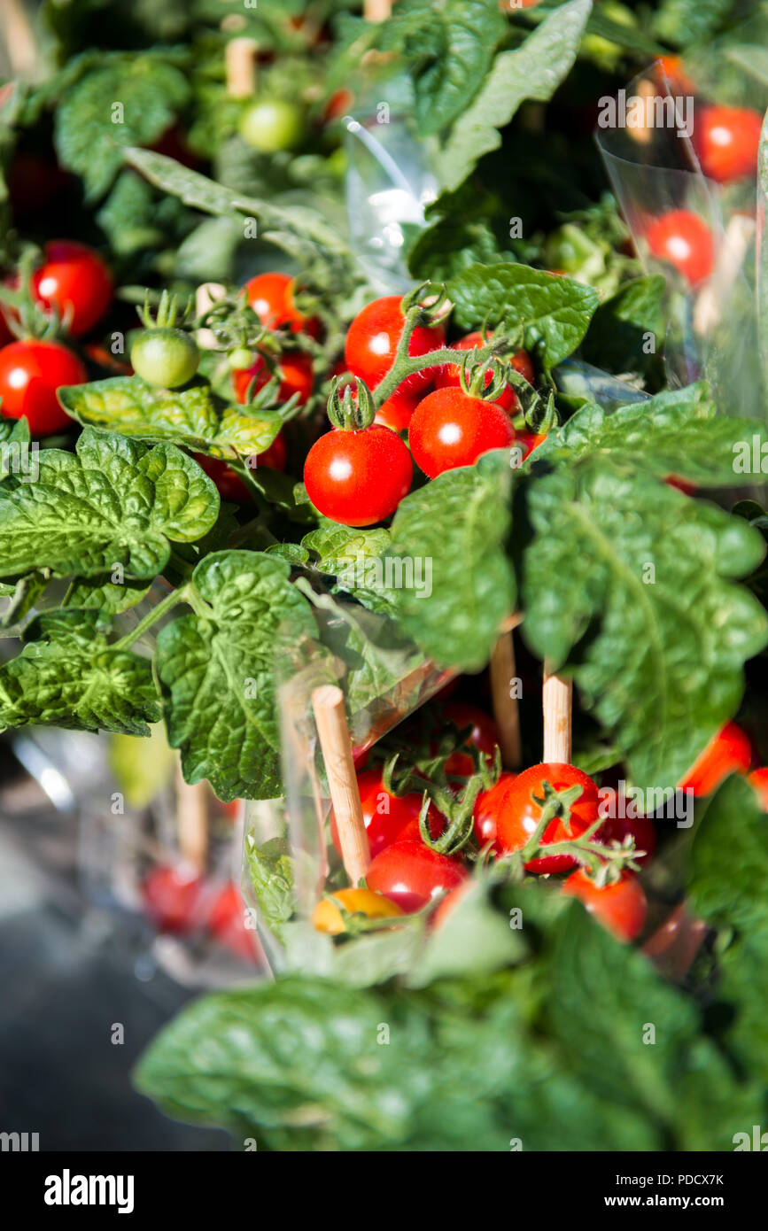 close up image of ripe cherry tomatoes on wooden sticks with green ...