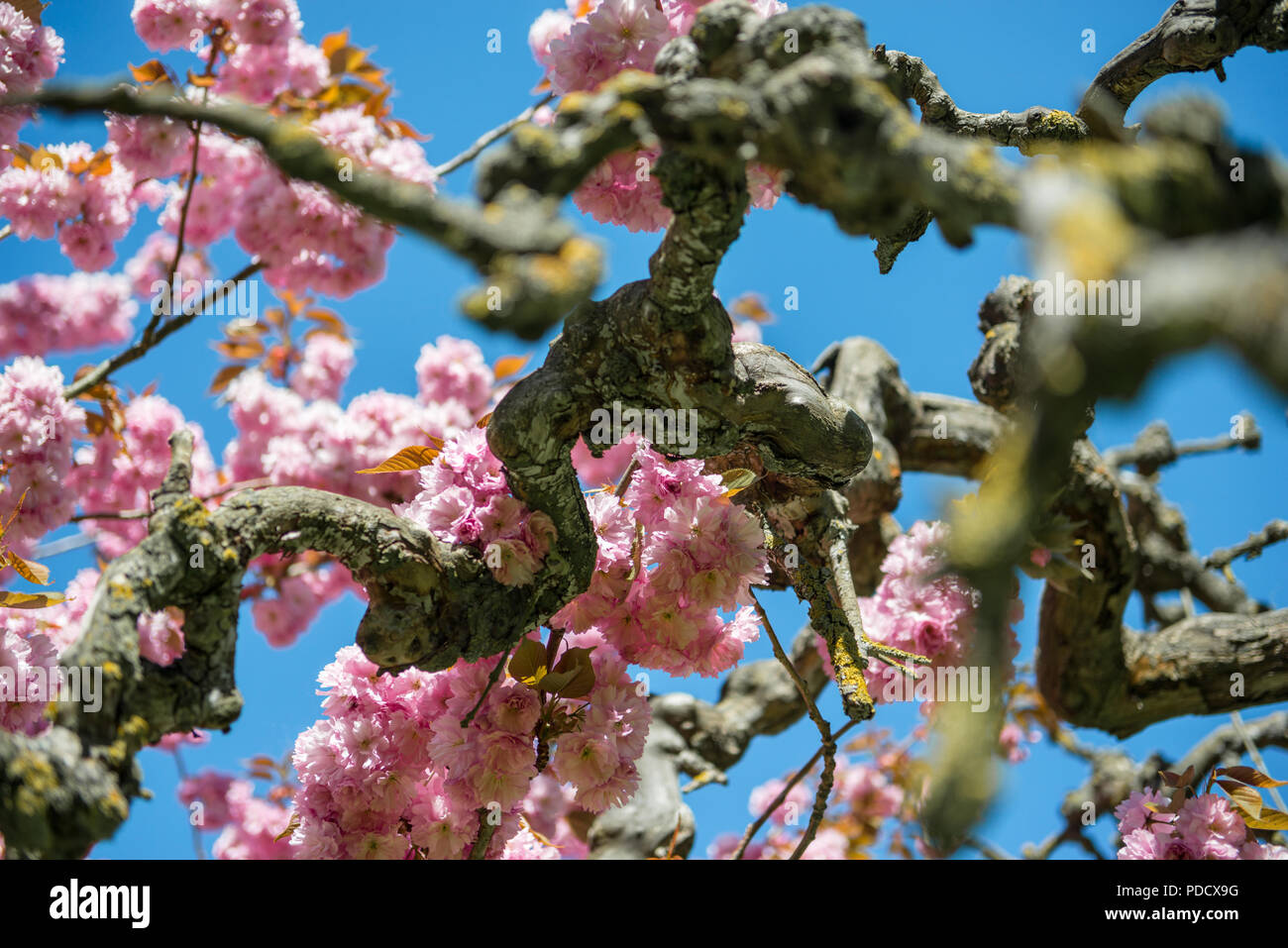 branches of sakura tree with pink flowers against bright blue sky Stock ...