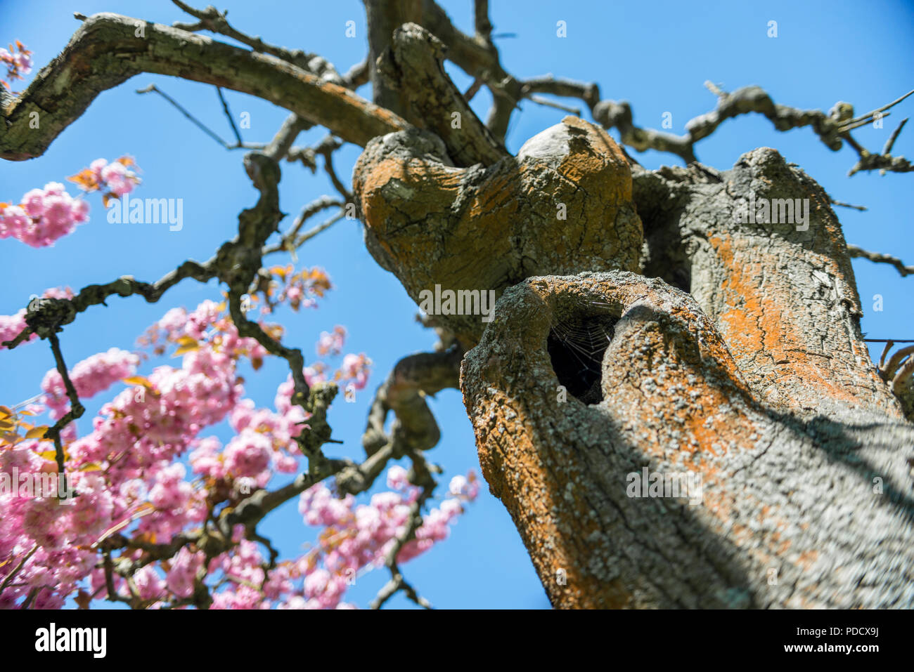 low angle view of sakura tree with pink flowers on branches against ...