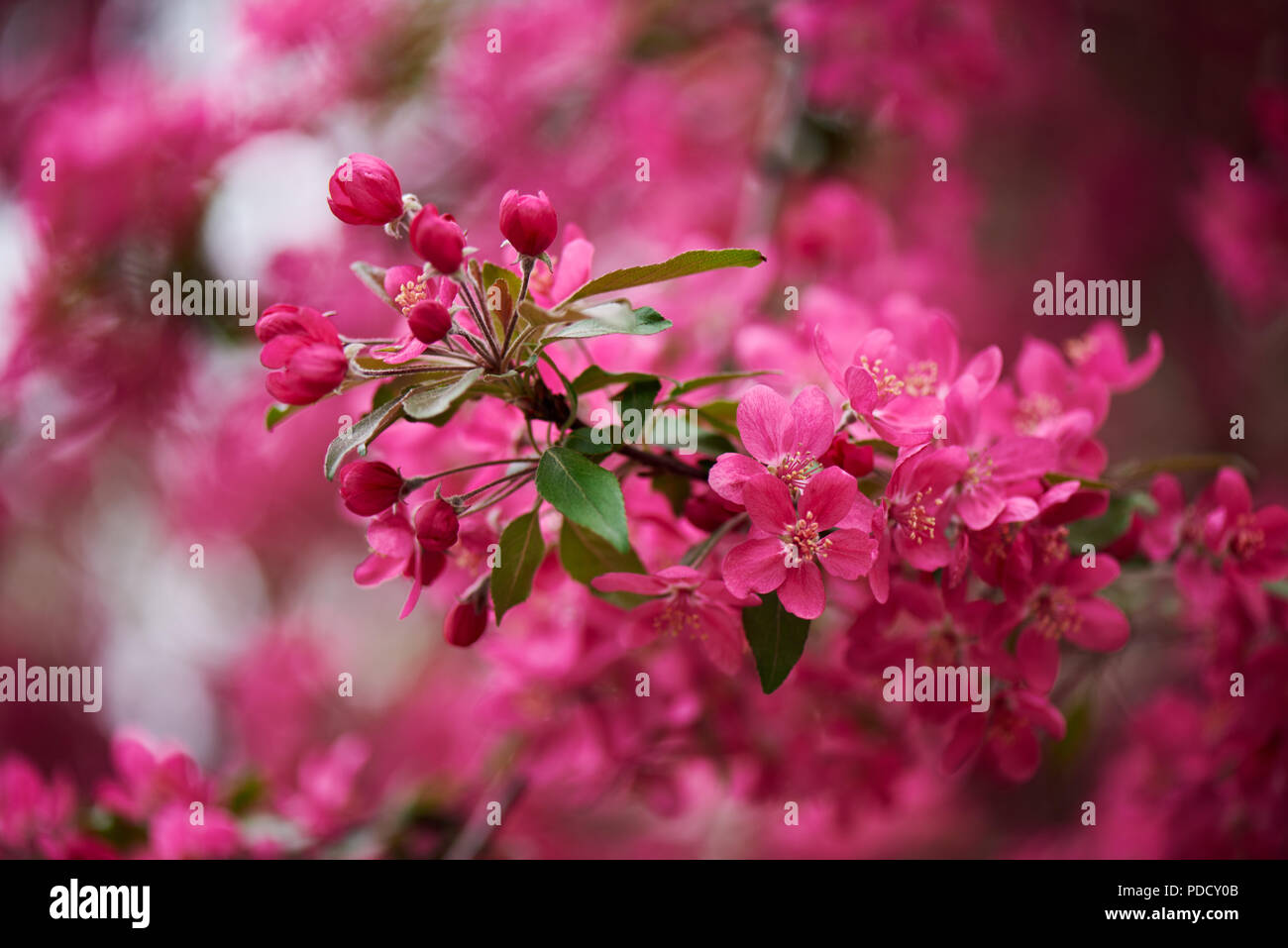 selective focus of beautiful pink almond flowers on tree Stock Photo ...