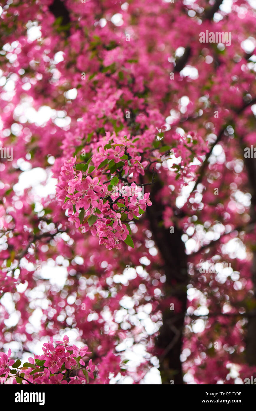 beautiful pink almond flowers on branches, selective focus Stock Photo ...