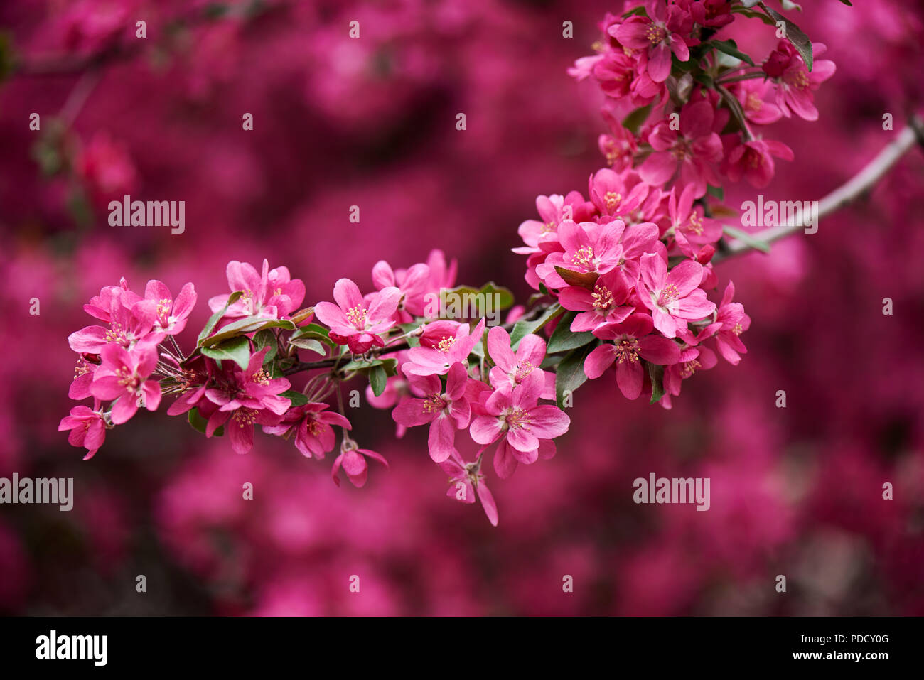 close-up view of beautiful bright pink almond flowers on branch Stock ...