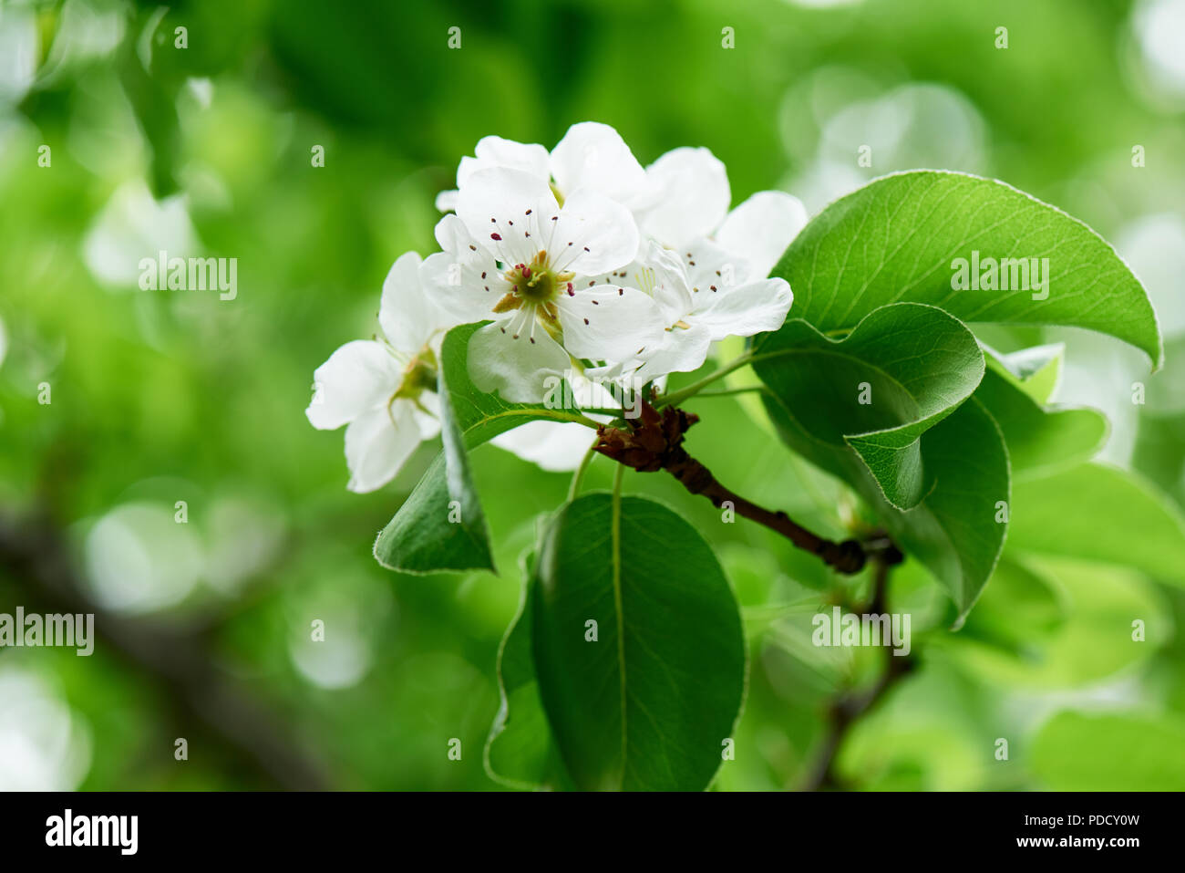 close-up view of beautiful blossoming cherry tree Stock Photo - Alamy
