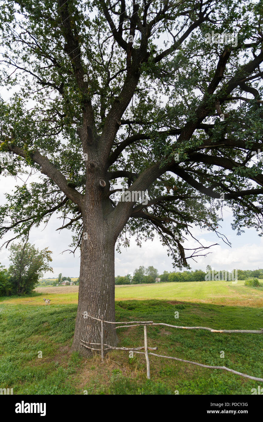 Oldoak hi-res stock photography and images - Alamy