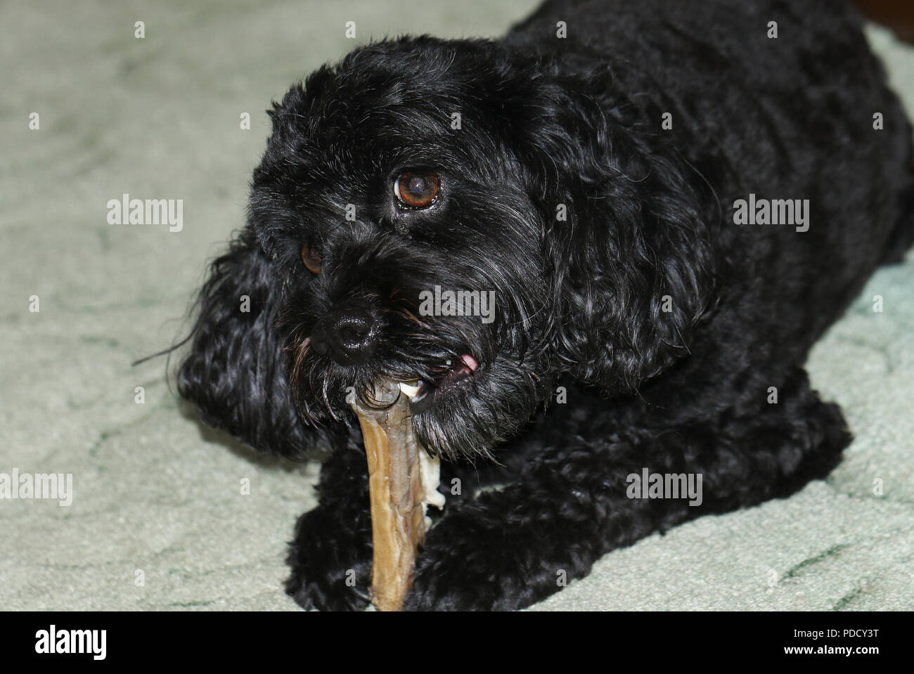 Cavapoo dog hi-res stock photography and images - Alamy