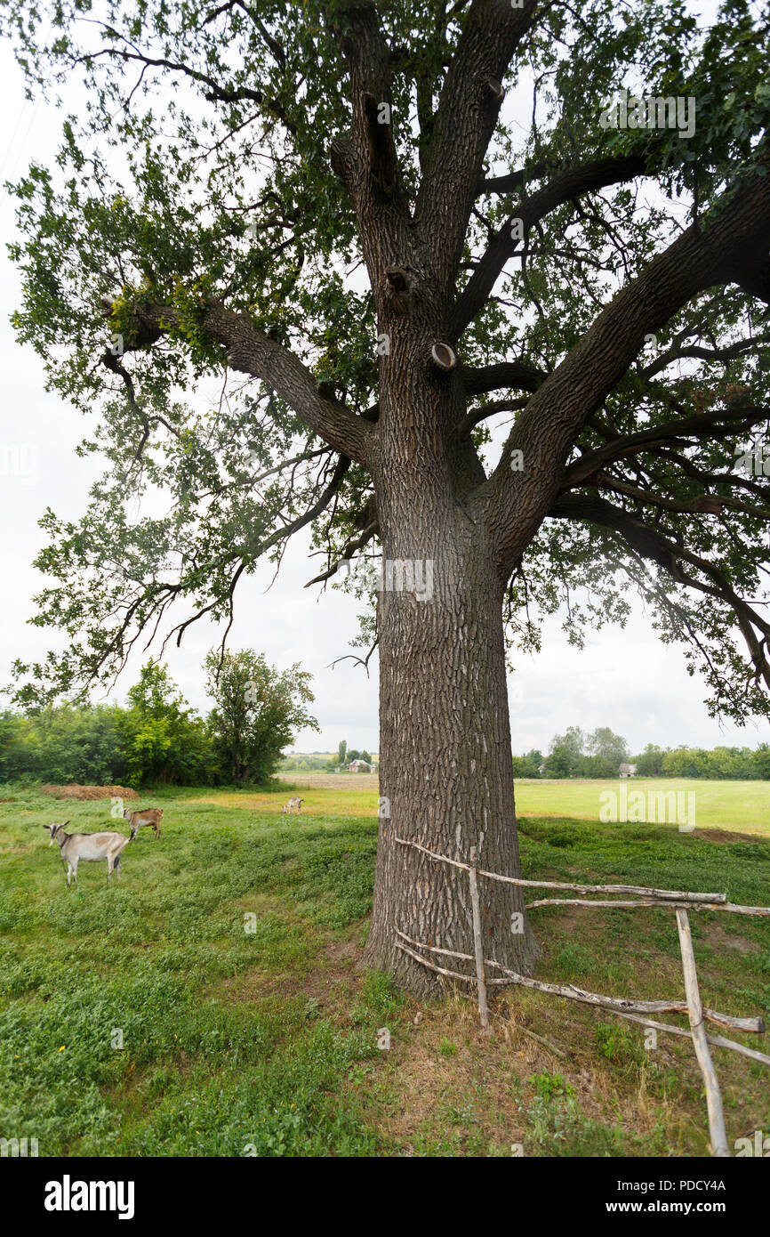 Oldoak hi-res stock photography and images - Alamy