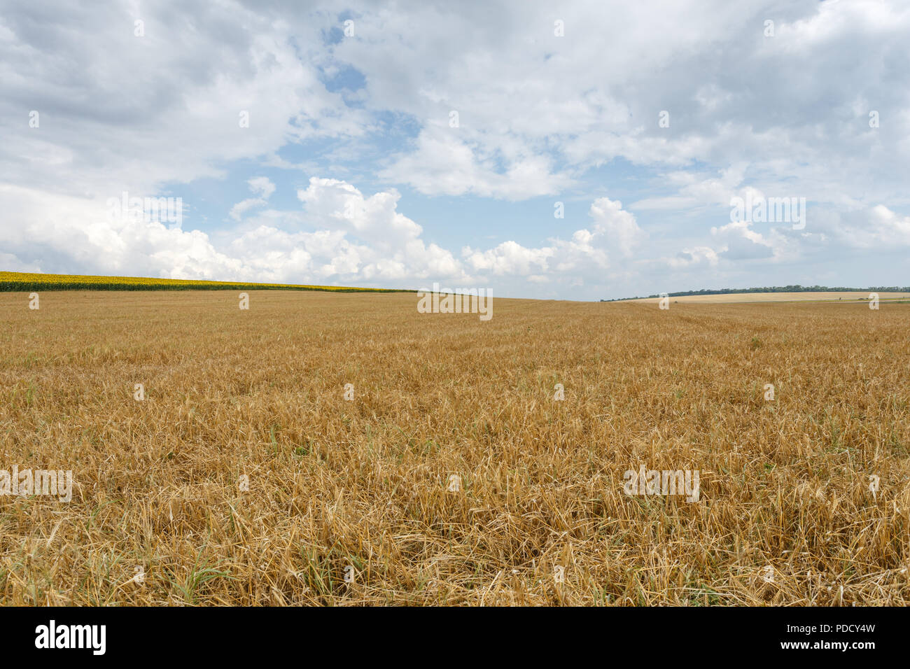 Beautiful rural landscape wheat field cloudy sky Stock Photo - Alamy