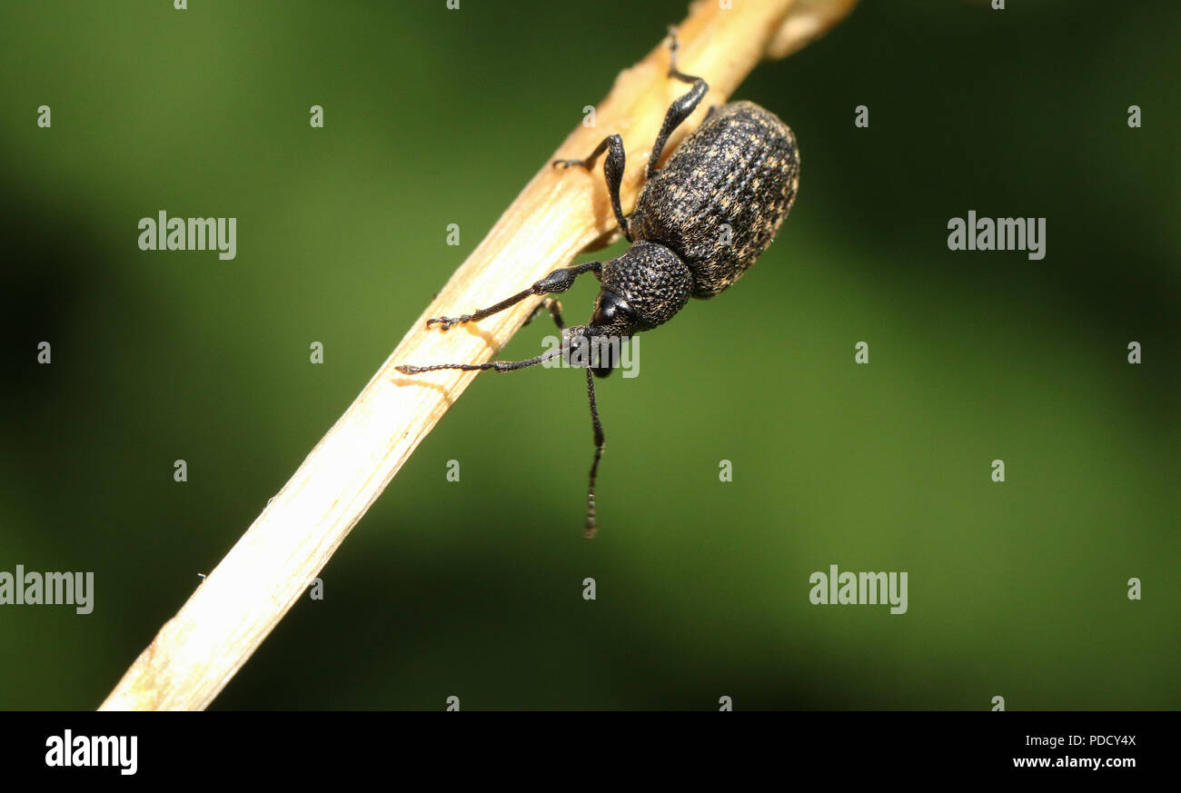A pretty Vine Weevil (Otiorhynchus sulcatus) perching on a plant stem ...