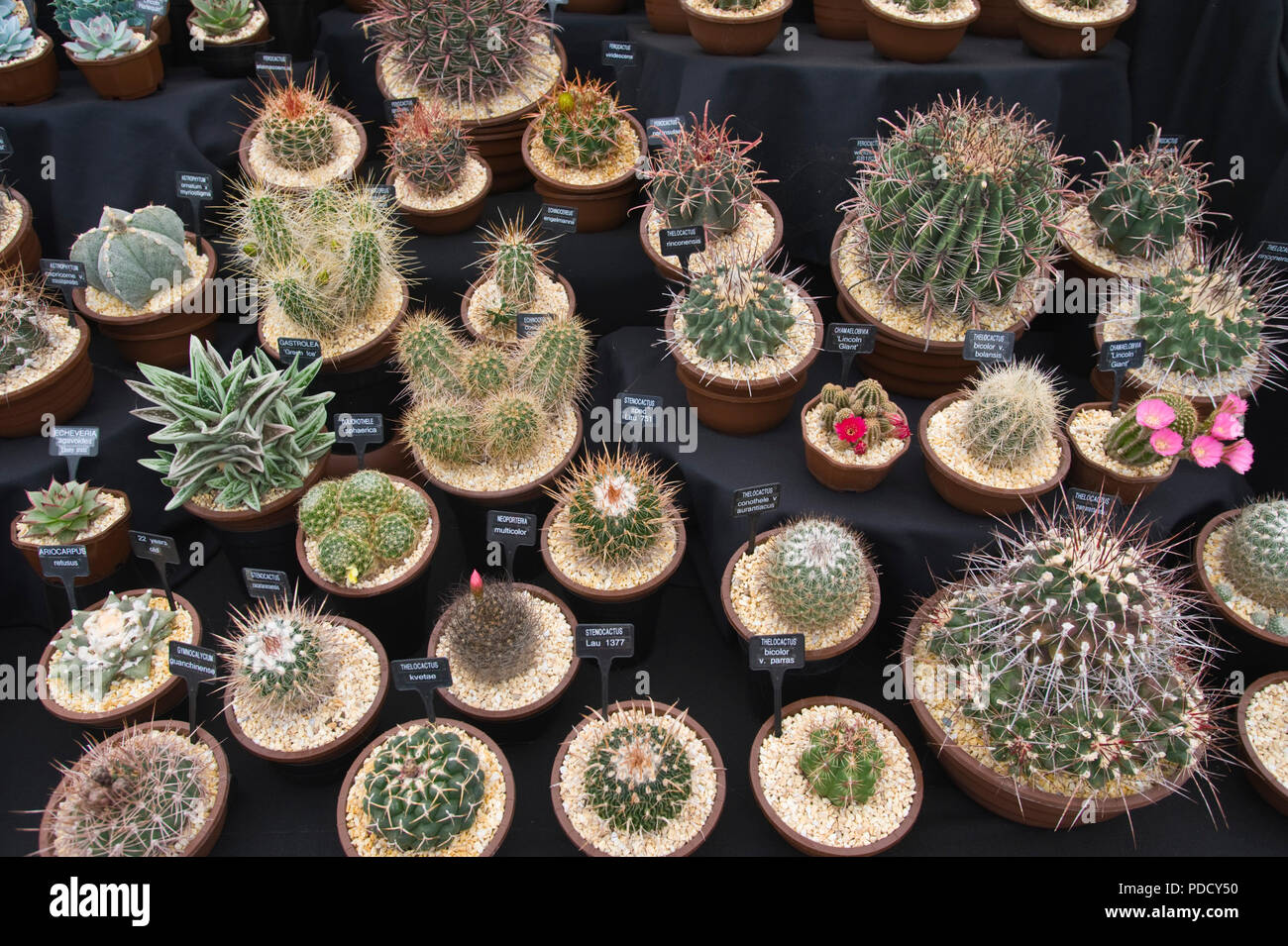 Display of cacti at RHS Tatton Park flower show Cheshire England UK ...