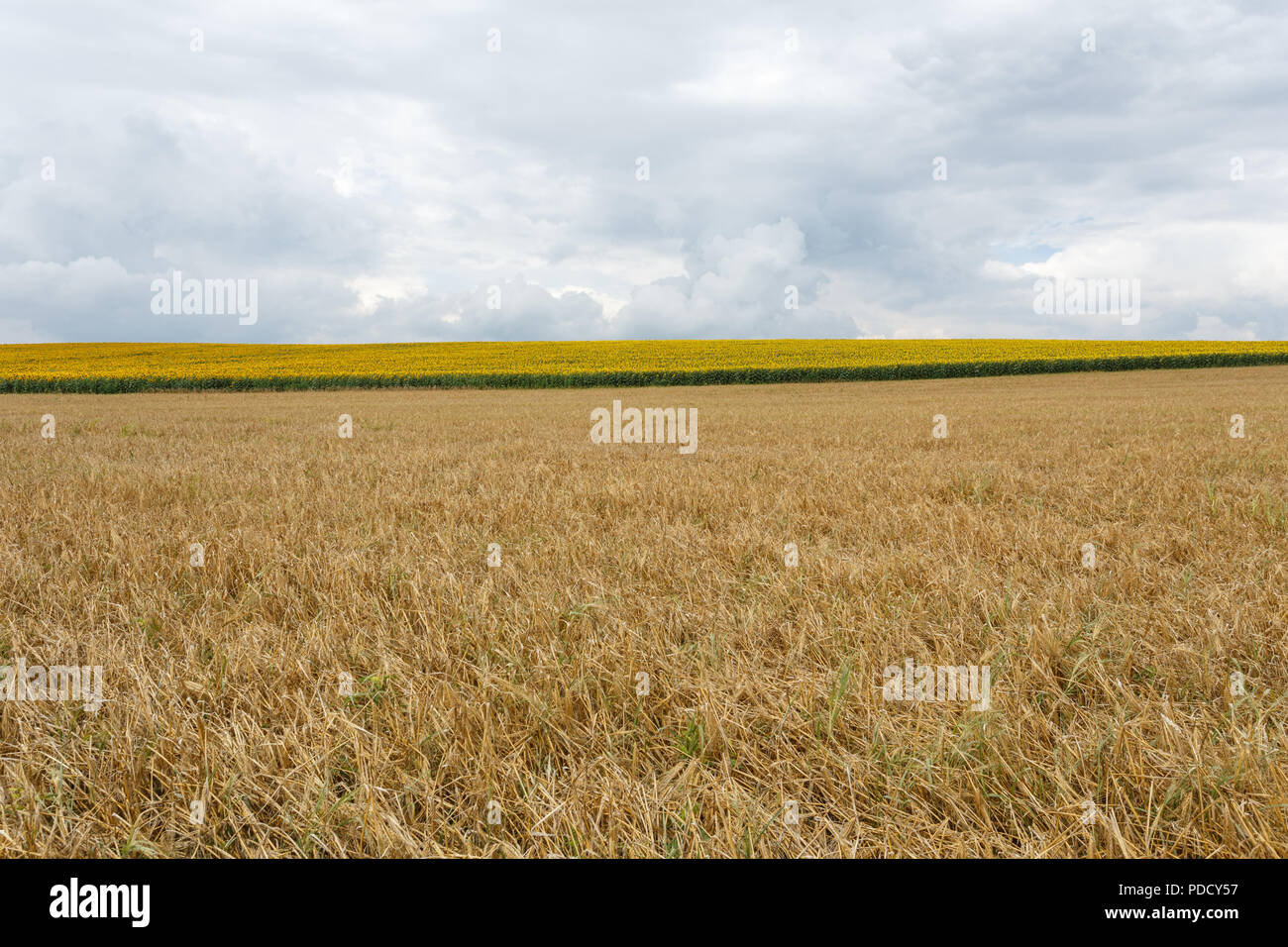 Beautiful rural landscape wheat field cloudy sky Stock Photo - Alamy