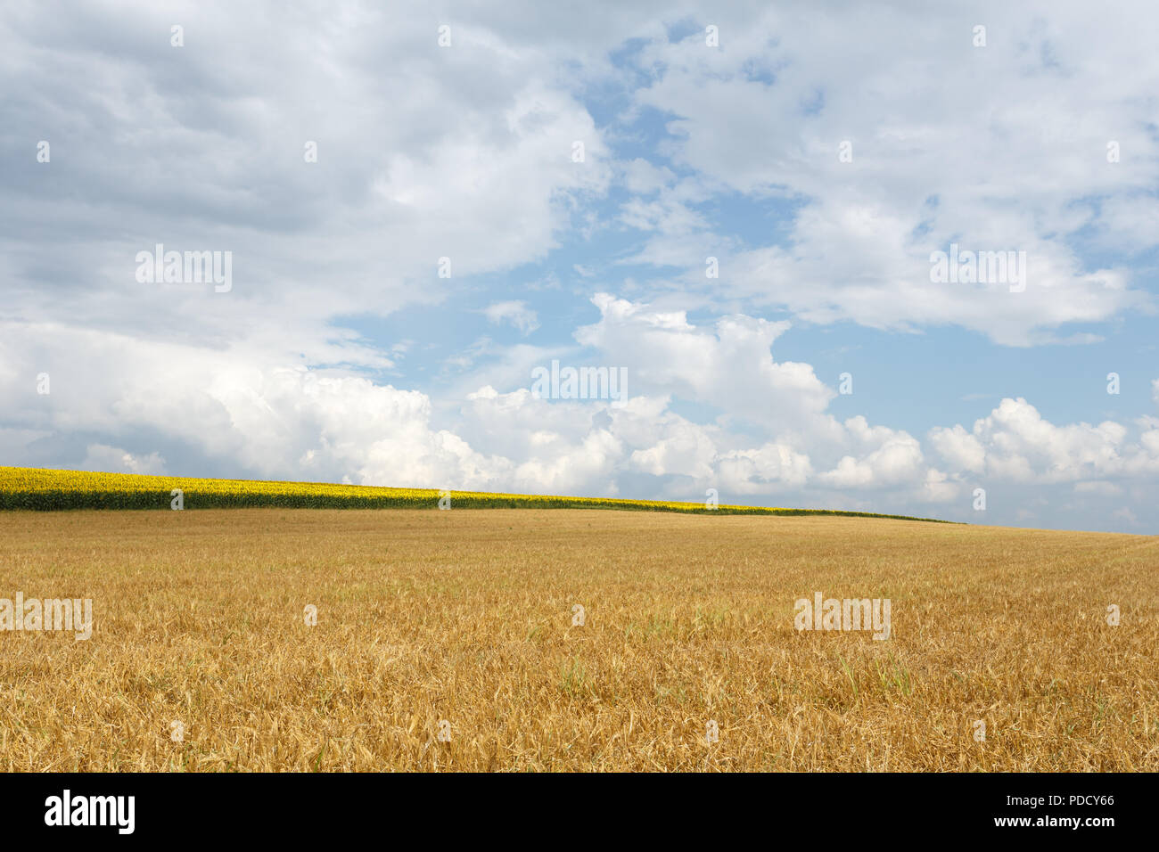 Beautiful rural landscape wheat field cloudy sky Stock Photo - Alamy