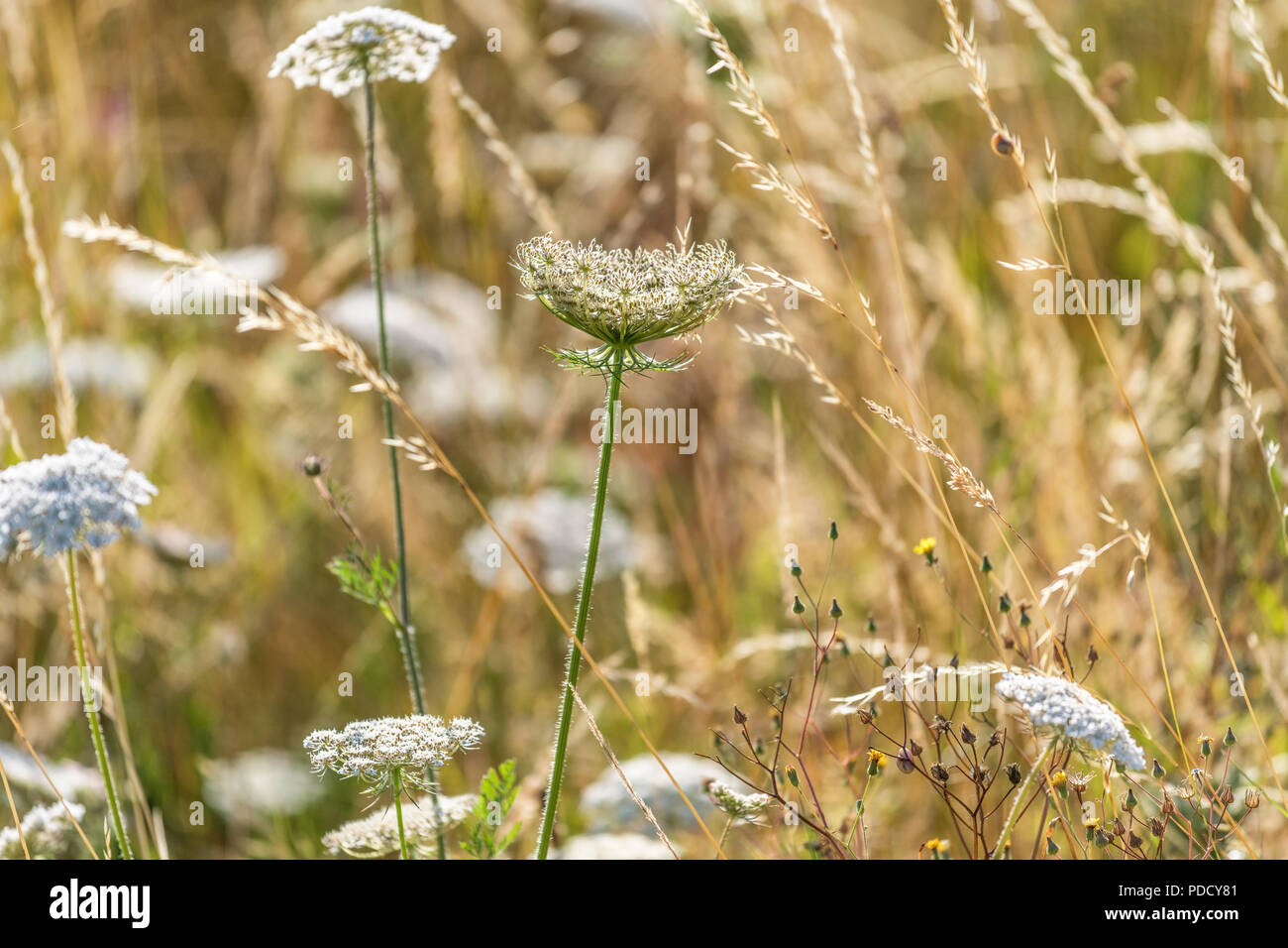 Wild Queen Anne's lace Stock Photo - Alamy