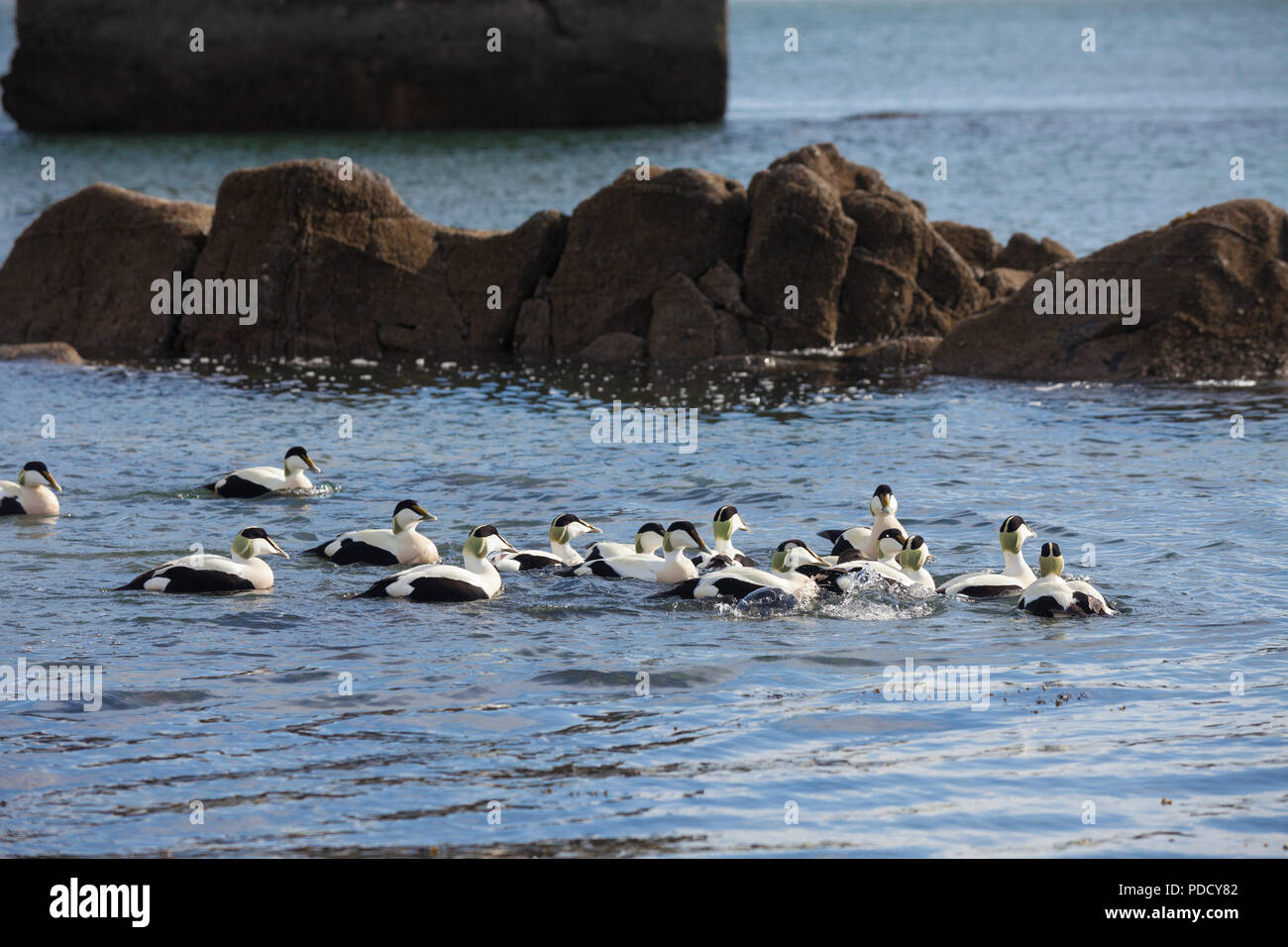 A large group of male Eider Ducks chasing a lone female during mating ...