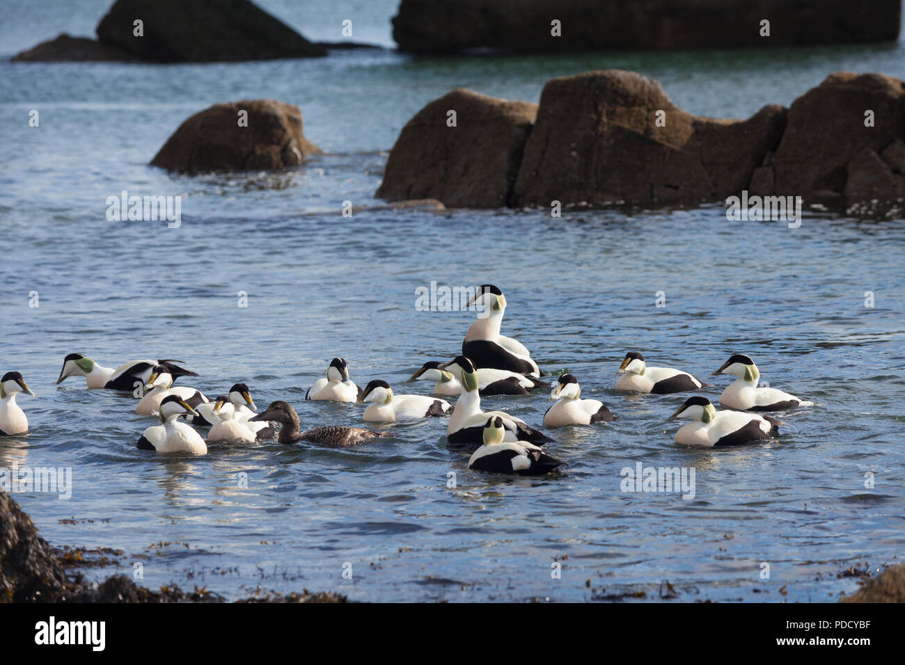 A large group of male Eider Ducks chasing a lone female during mating ...