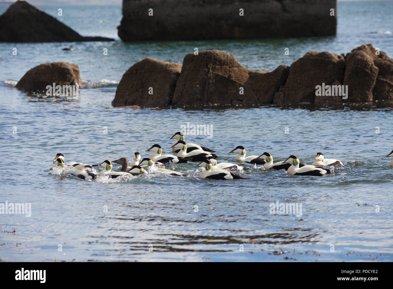 Eider ducks britain hi-res stock photography and images - Alamy