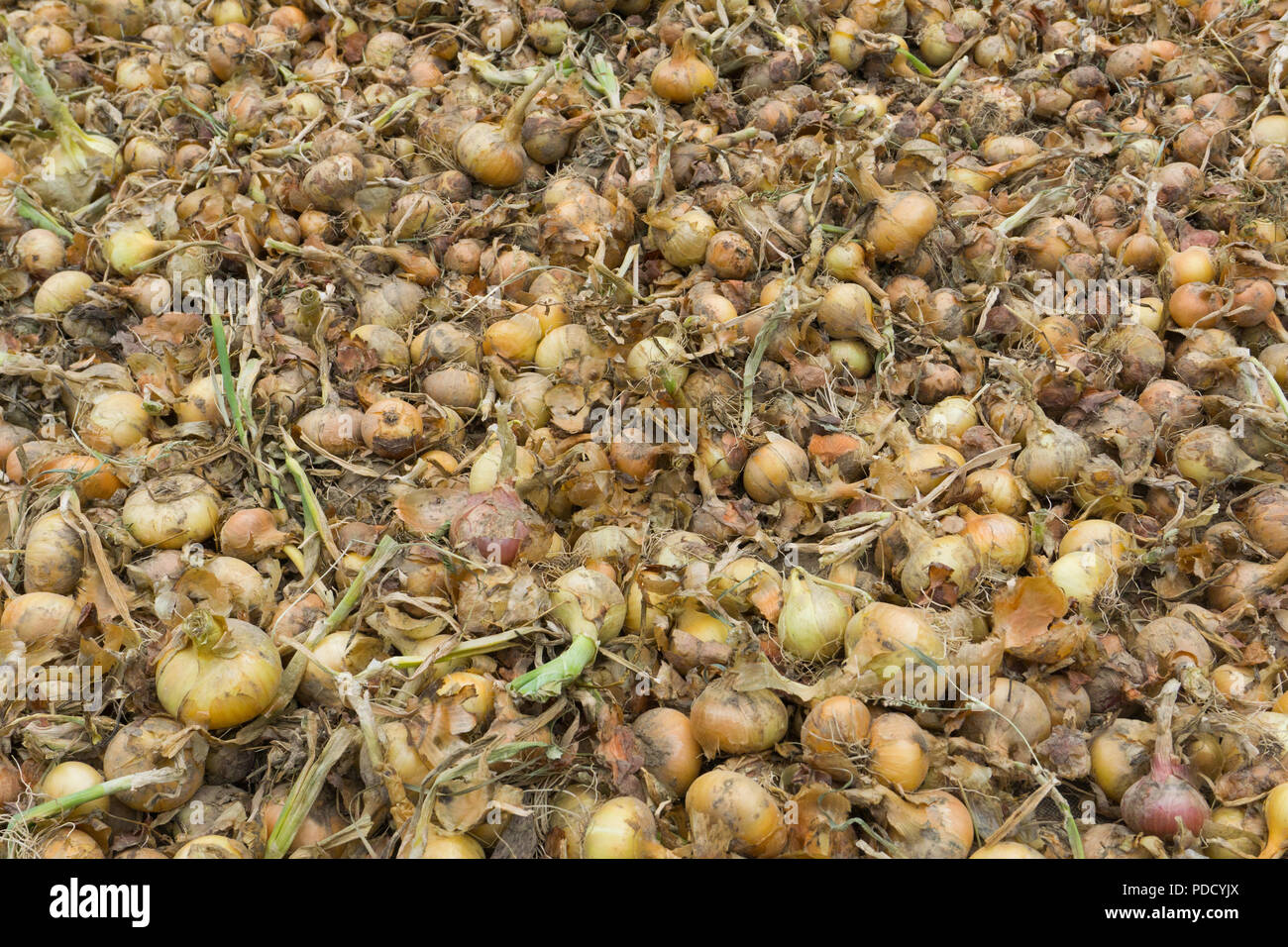 Fresh yellow onion background in large quantity on a vegetable farm in ...