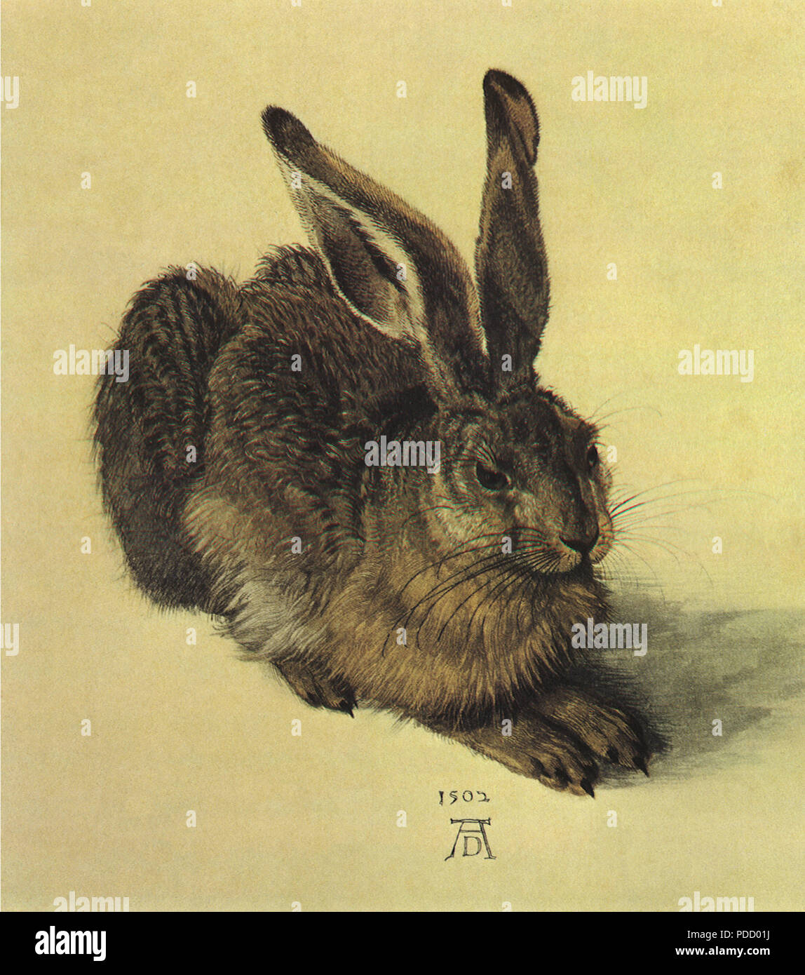 Albrecht durer animals hi-res stock photography and images - Alamy