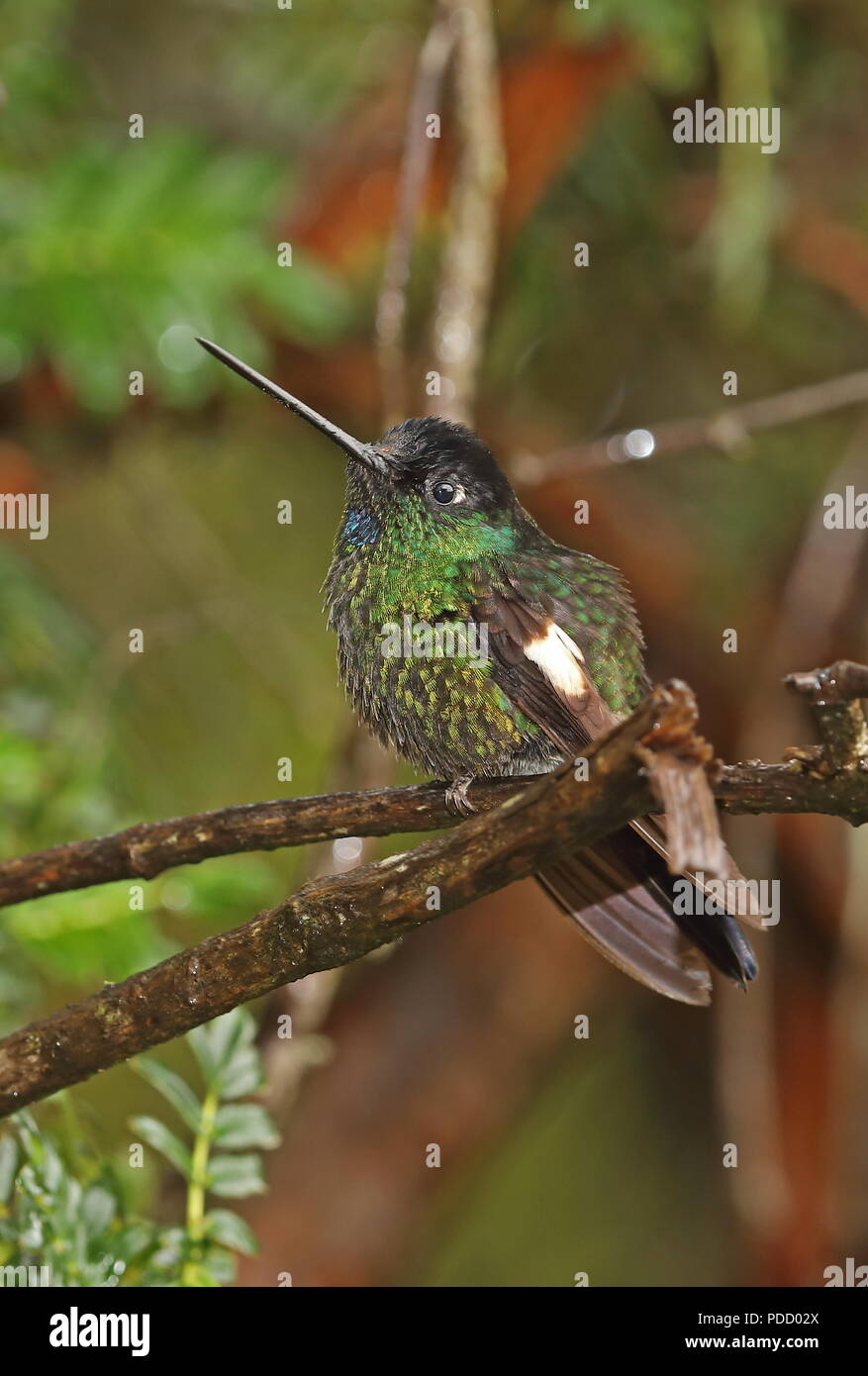 Buff winged starfrontlets hi-res stock photography and images - Alamy