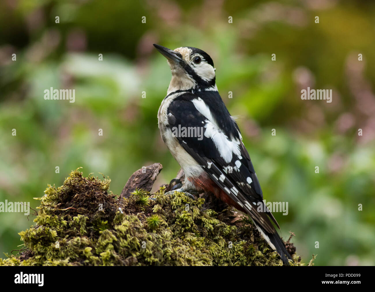 Great Spotted Woodpecker Stock Photo - Alamy