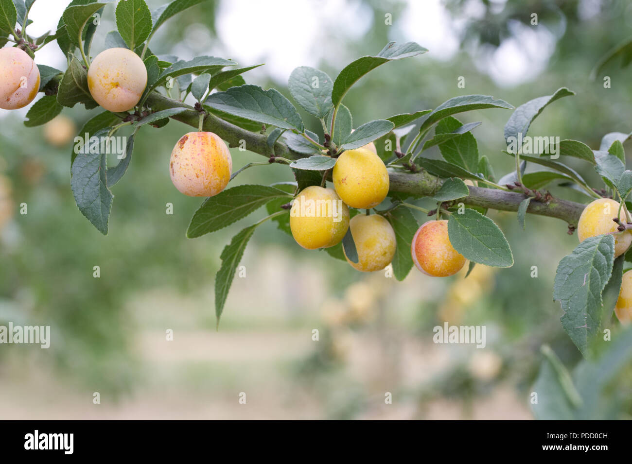 Prunus insititia 'Mirabelle de Metz' . Plum 'Mirabelle de Metz' Stock ...