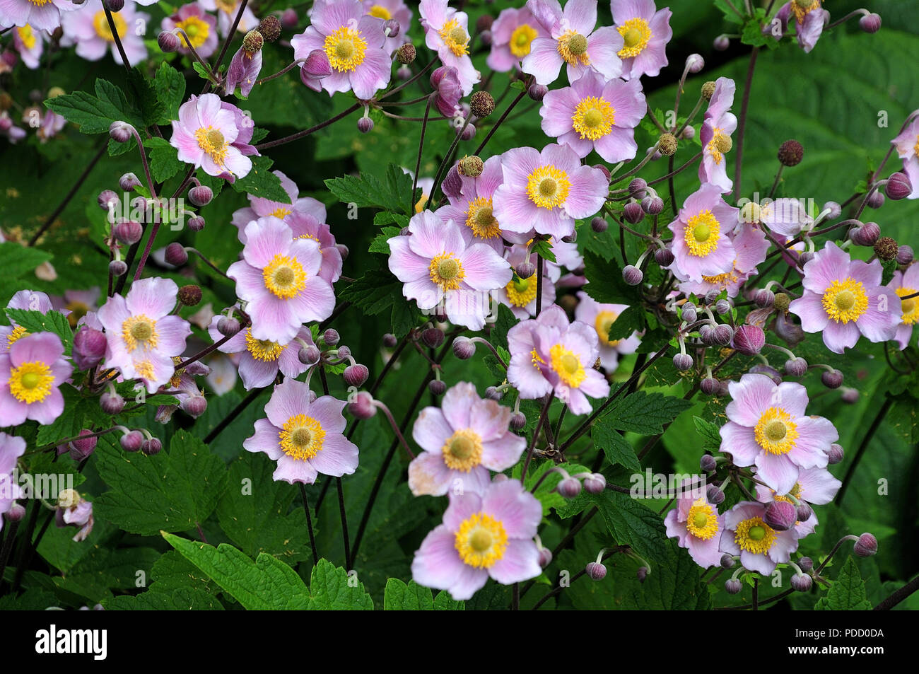 flowerbed in summer with pink anemone hupehensis, japanese anemones ...
