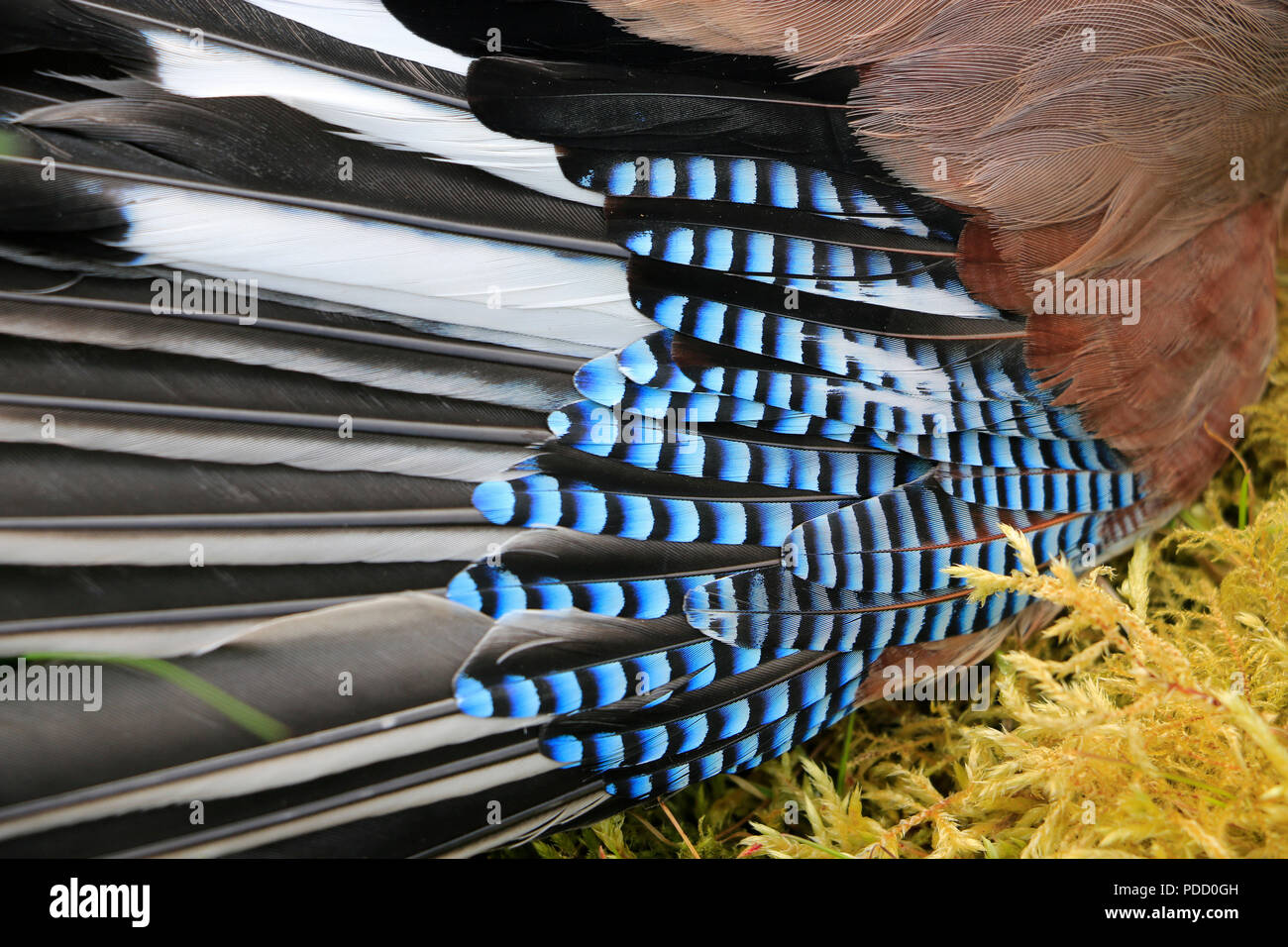 Garrulus glandarus hi-res stock photography and images - Alamy