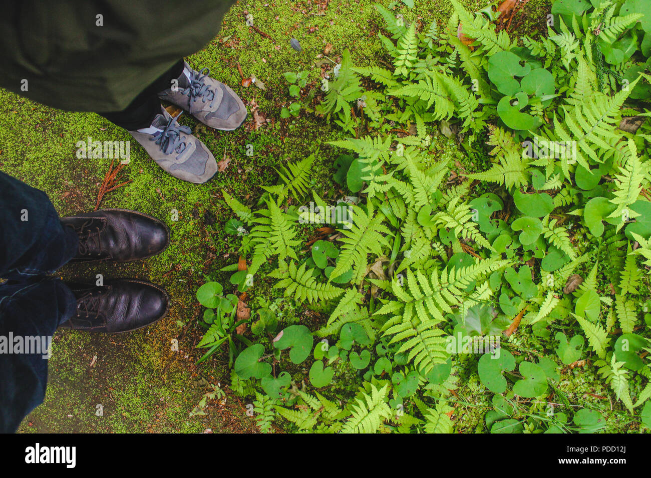 Ground with lots of plants, ferns, lush green moss. Beautiful ...
