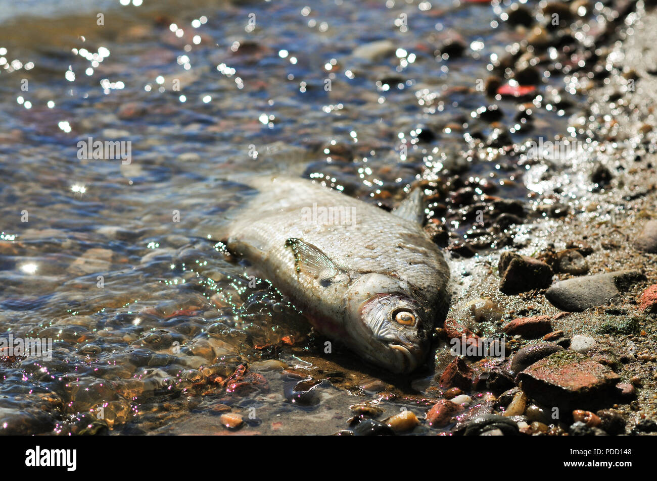Dead fish Bream (Abramis brama) on the shore of the lake. Mietkow lake ...