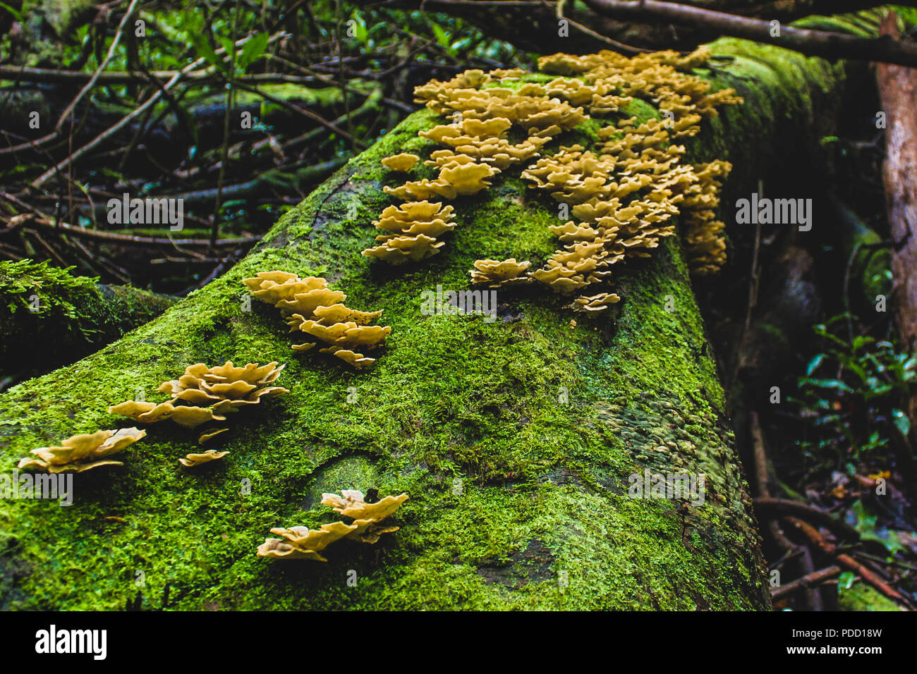 Most polypores are edible or at least non-toxic. Bracket fungi, or ...