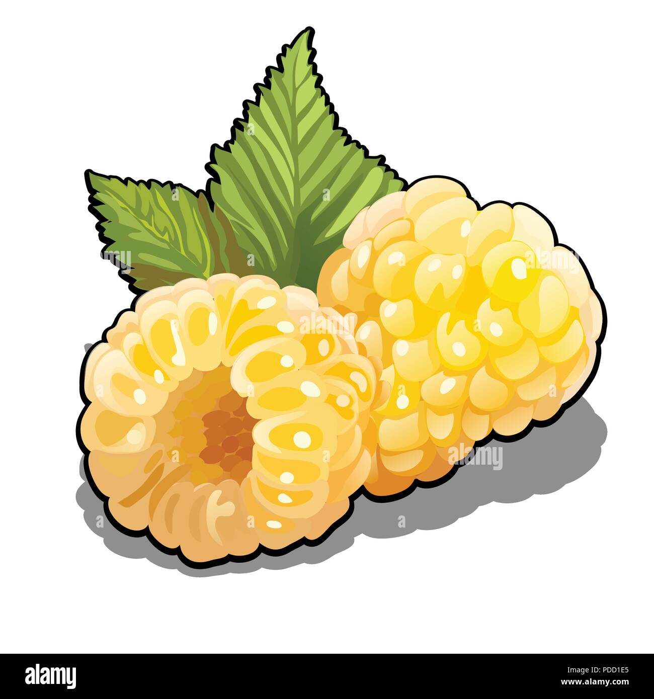 Golden yellow raspberries Stock Vector Images - Alamy