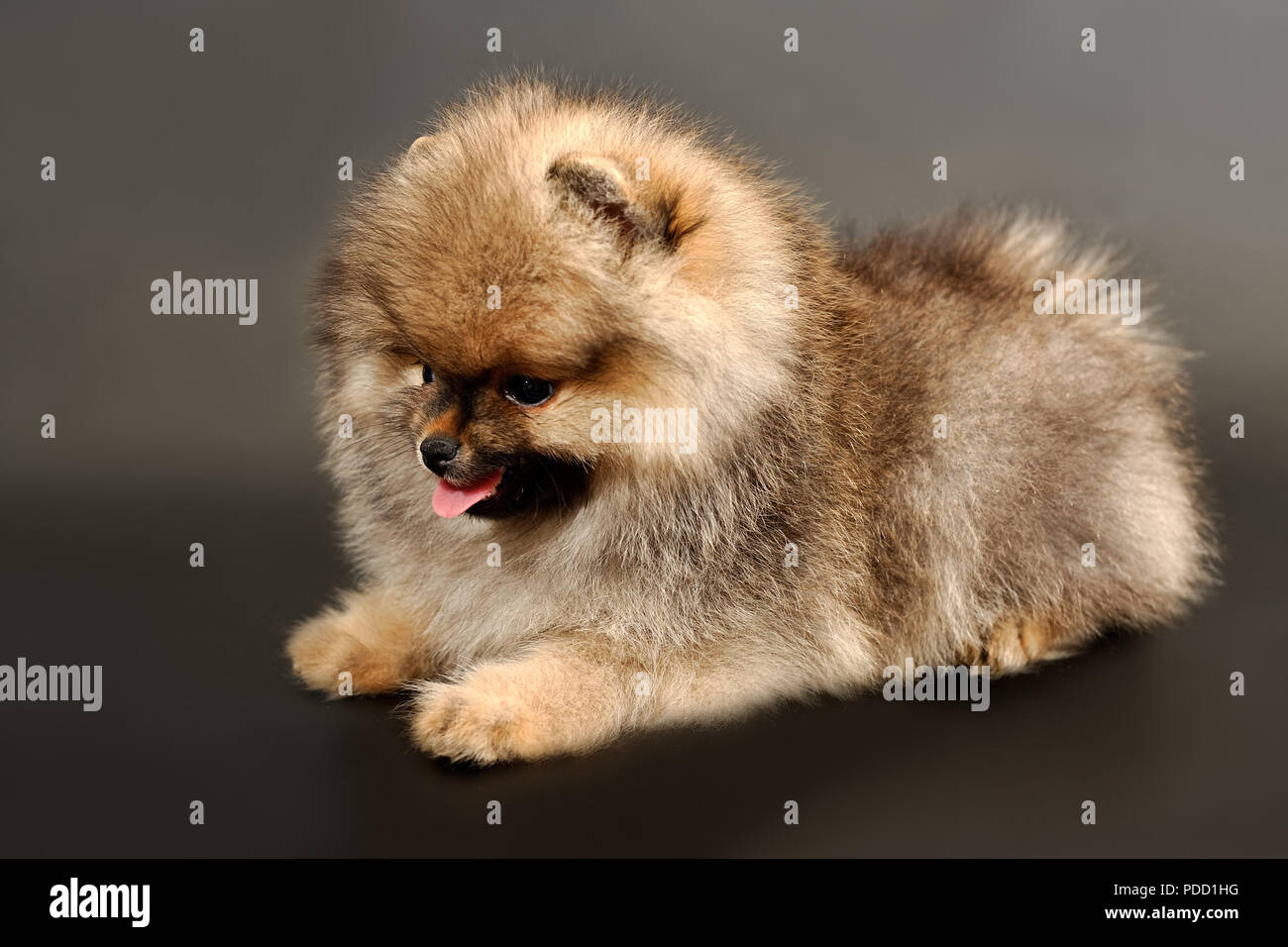 Pomeranian spitz pomeranian hi-res stock photography and images - Alamy
