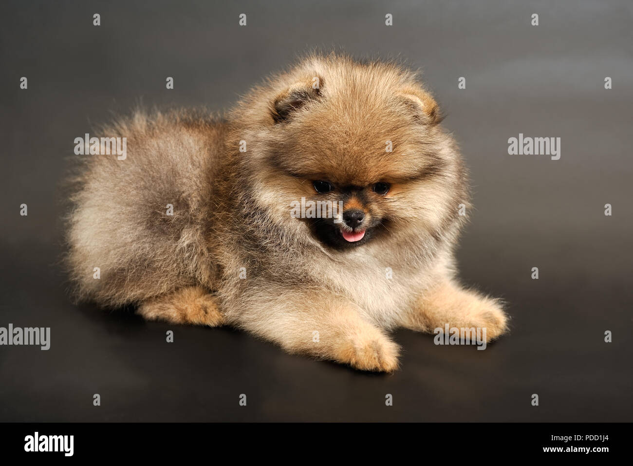 Pomeranian spitz pomeranian hi-res stock photography and images - Alamy