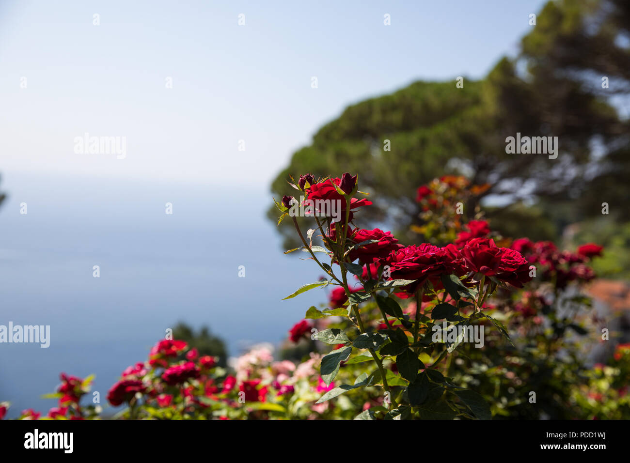 Roses by the sea Stock Photo - Alamy