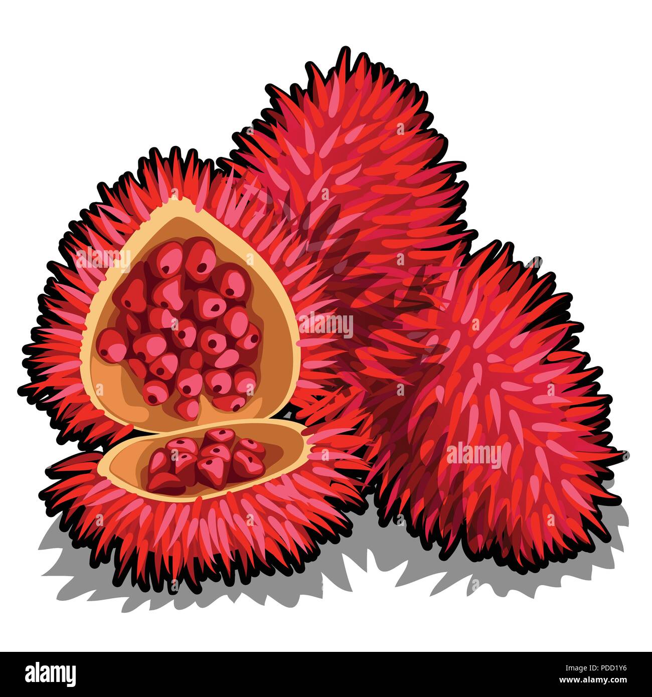 Set of whole and half of ripe Annatto tree fruit or Bixa orellana ...