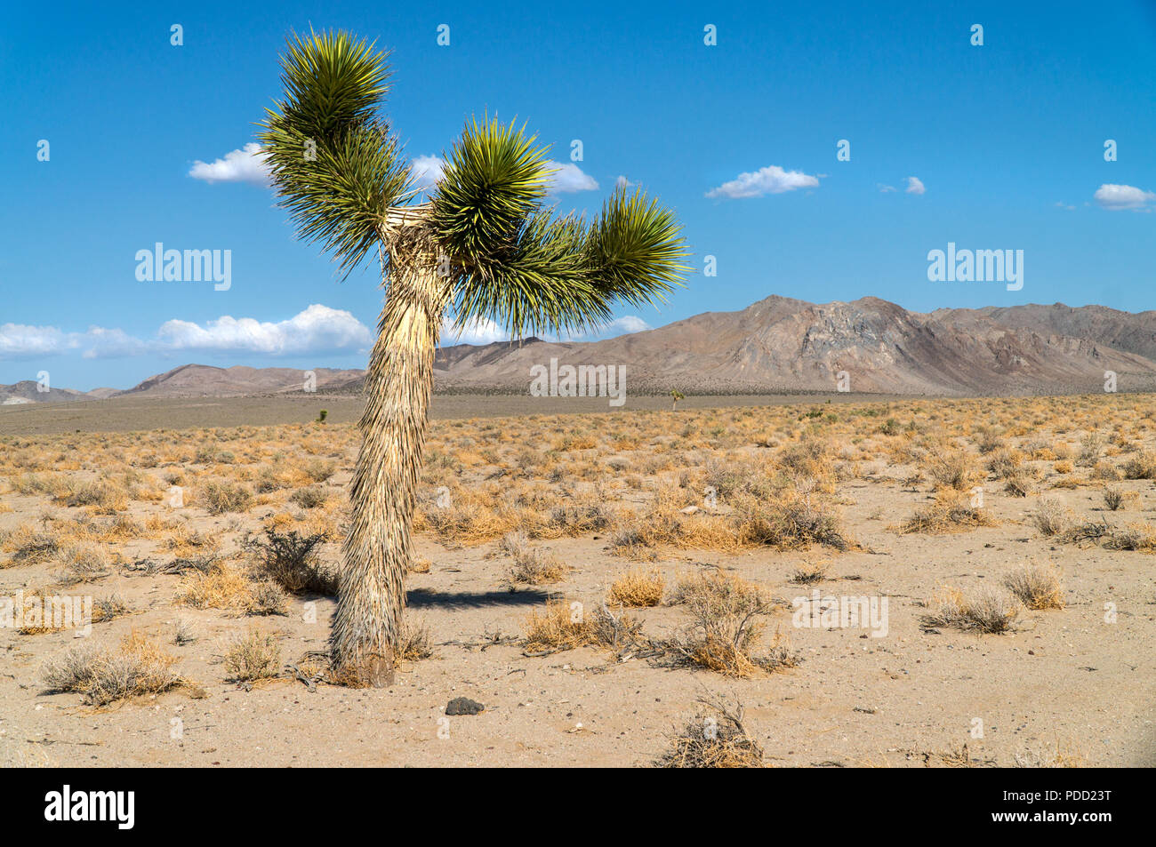 Death Valley joshua tree yucca plant in California Stock Photo - Alamy