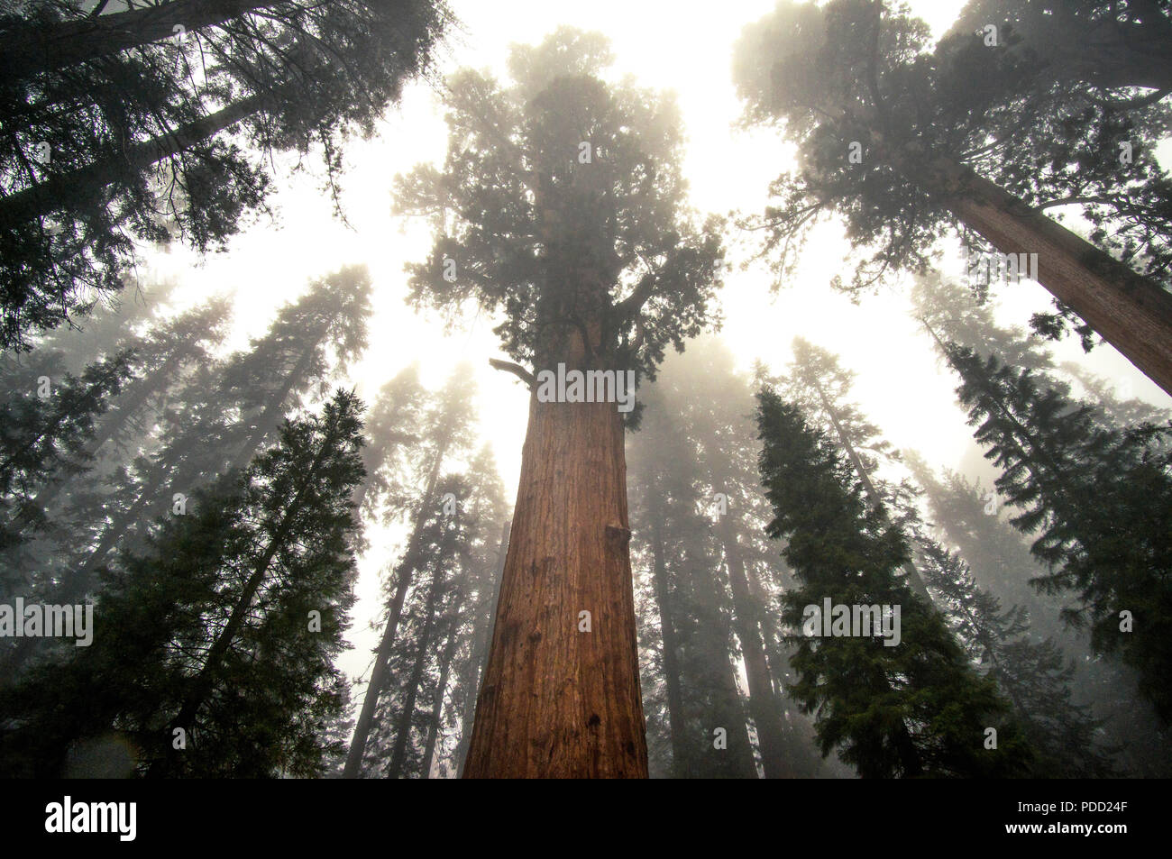 Huge Sequoia Trees during rain and fogIn Sequoia National Park ...
