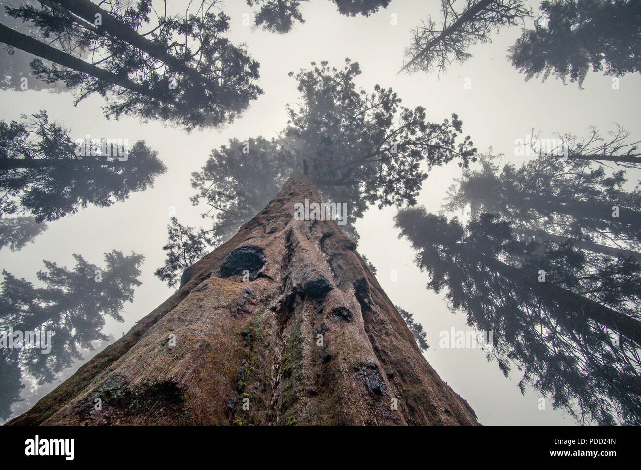 Huge Sequoia Trees during rain and fogIn Sequoia National Park ...