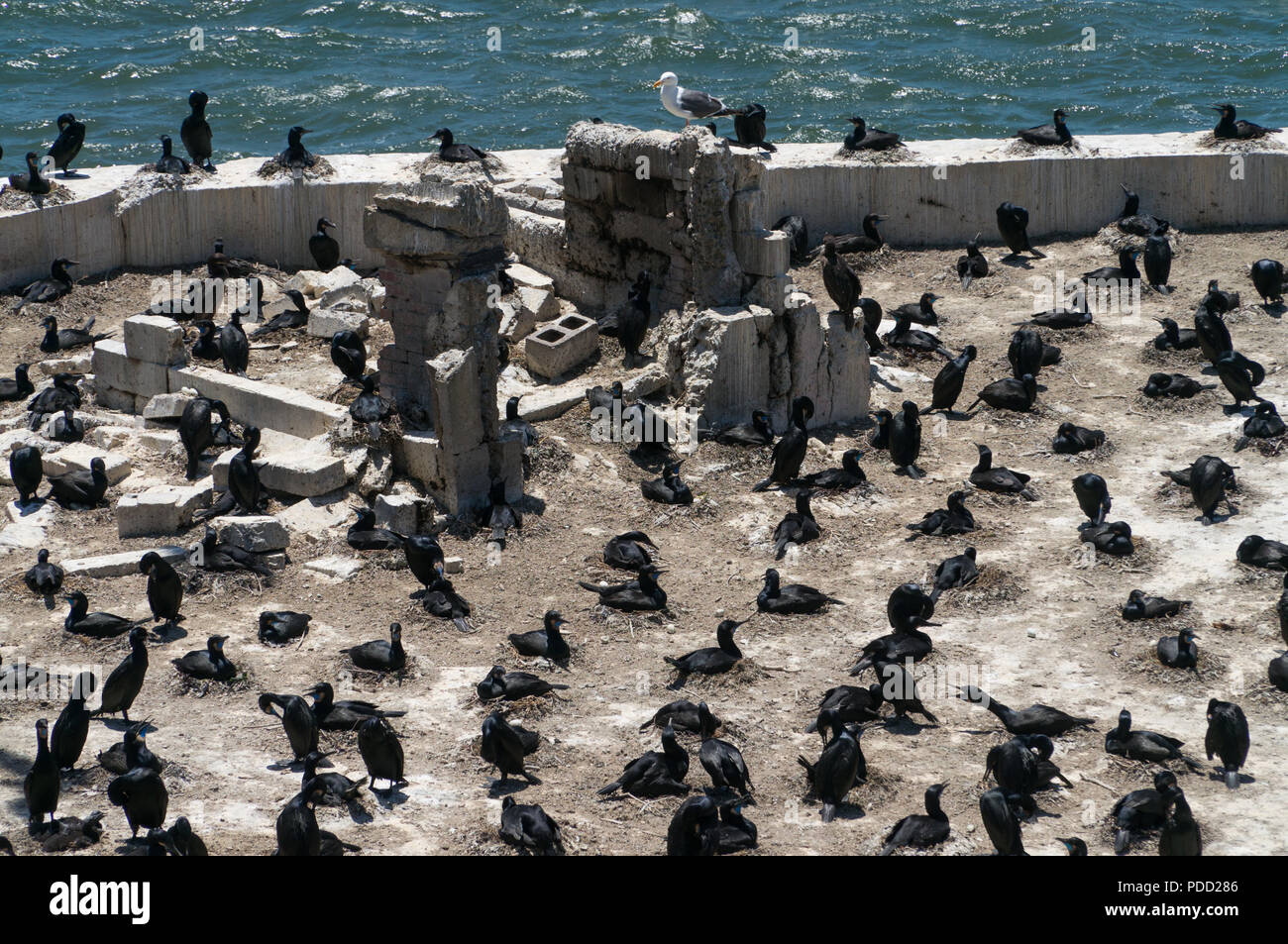 Bird sanctuary on the island of Alcatraz, San Francisco, California ...
