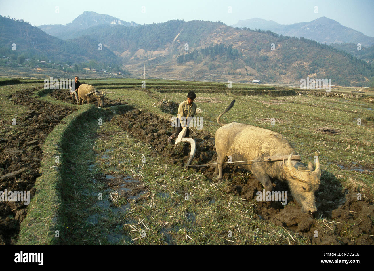 Buffalo ploughing hi-res stock photography and images - Alamy