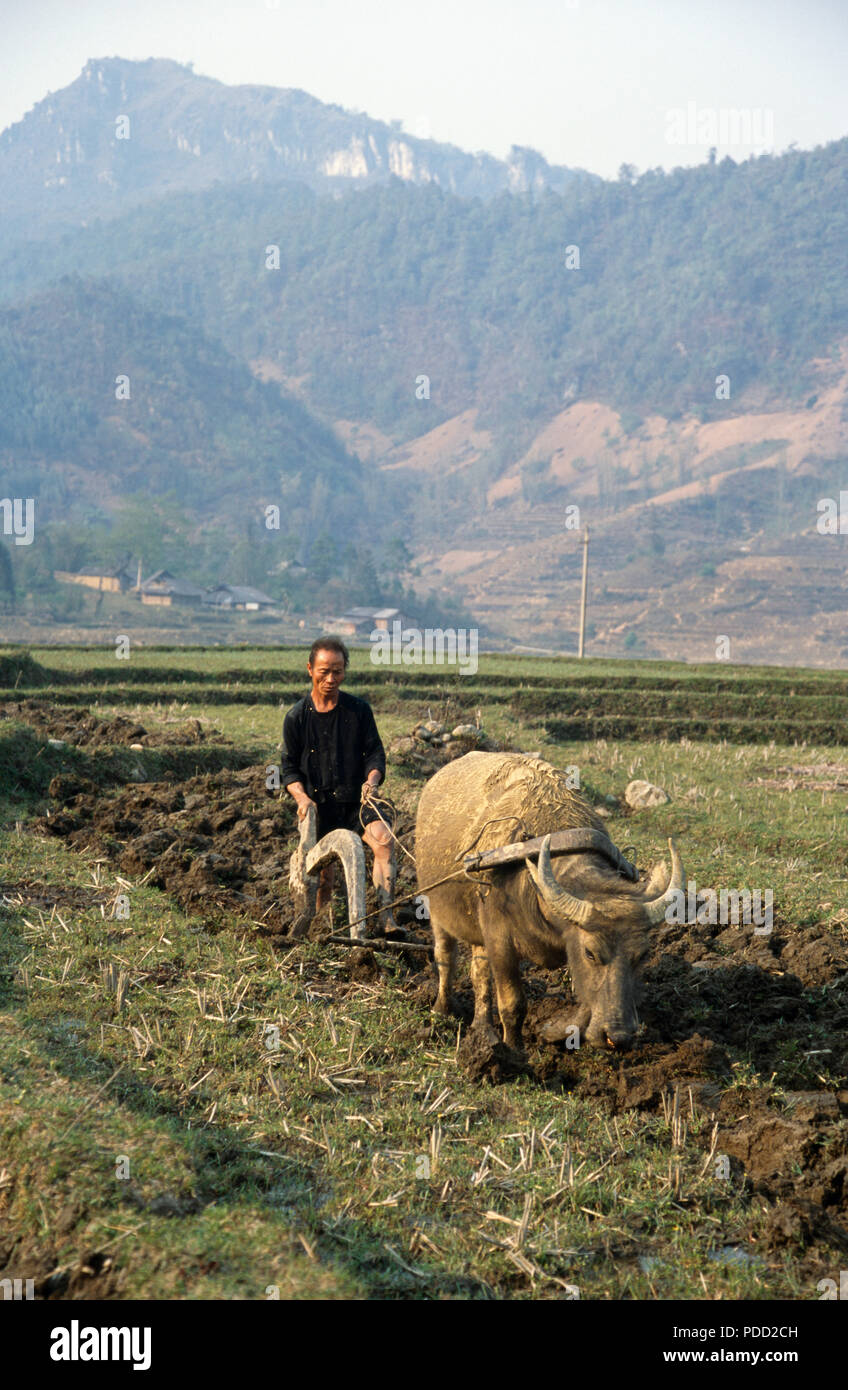 Man ploughing with buffalo in Ta Phin village near Sapa in Vietnam ...