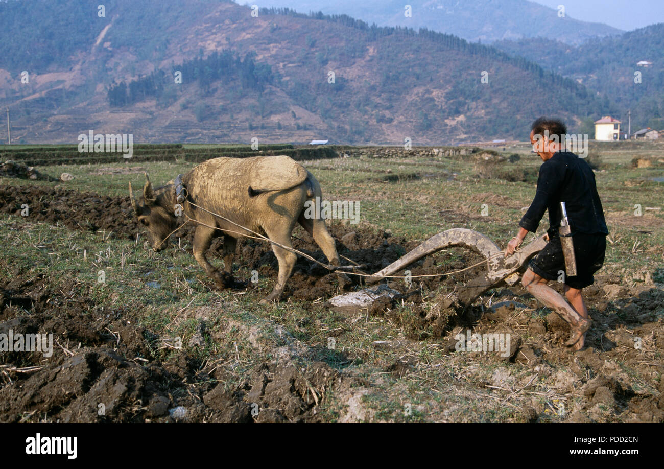 Man ploughing with buffalo in Ta Phin village near Sapa in Vietnam EDIT ...