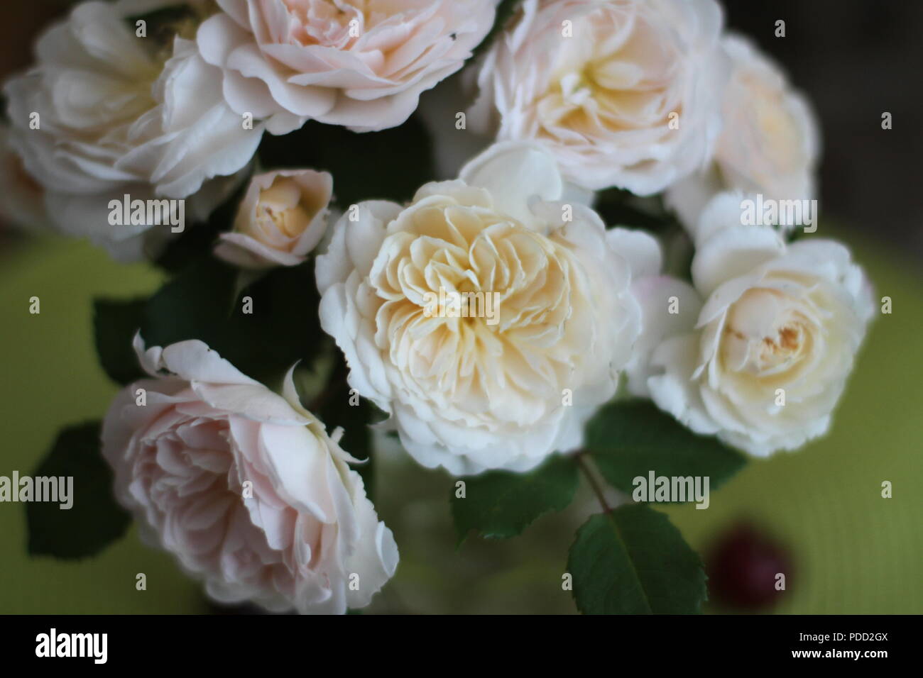Vintage roses isolated hi-res stock photography and images - Alamy